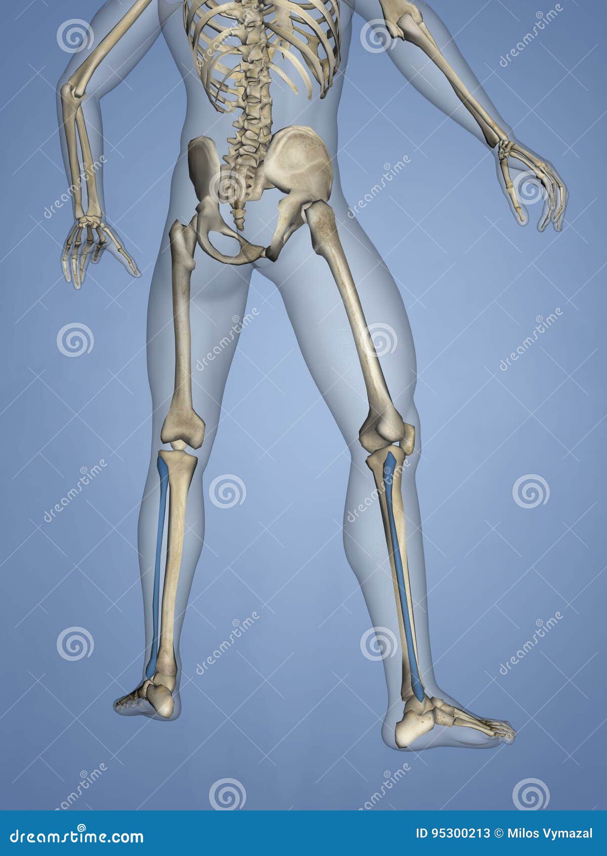 Fibula, 3D Model stock illustration. Illustration of human - 95300213