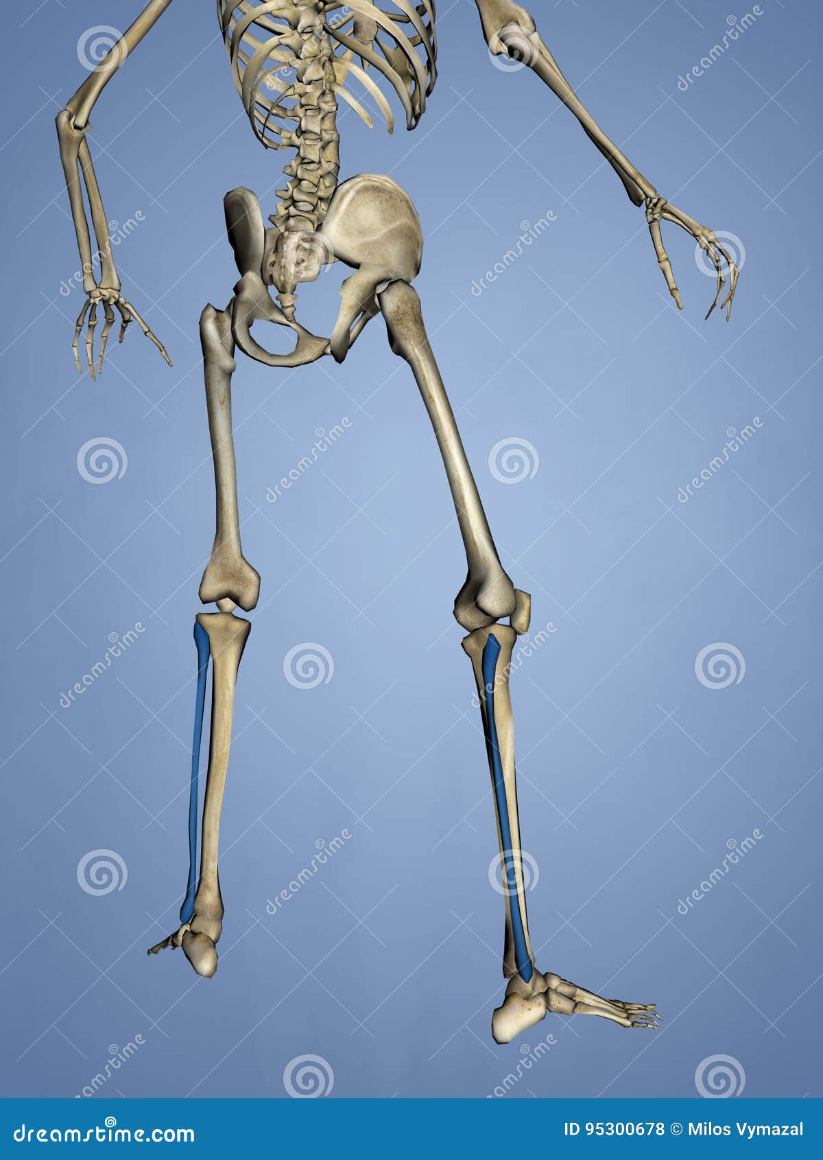 Fibula, 3D Model stock illustration. Illustration of skeleton - 95300678