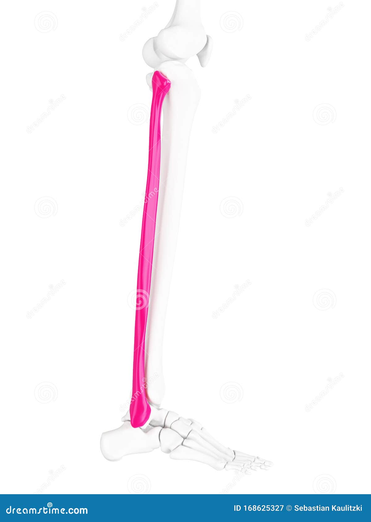 The fibula stock illustration. Illustration of body - 168625327