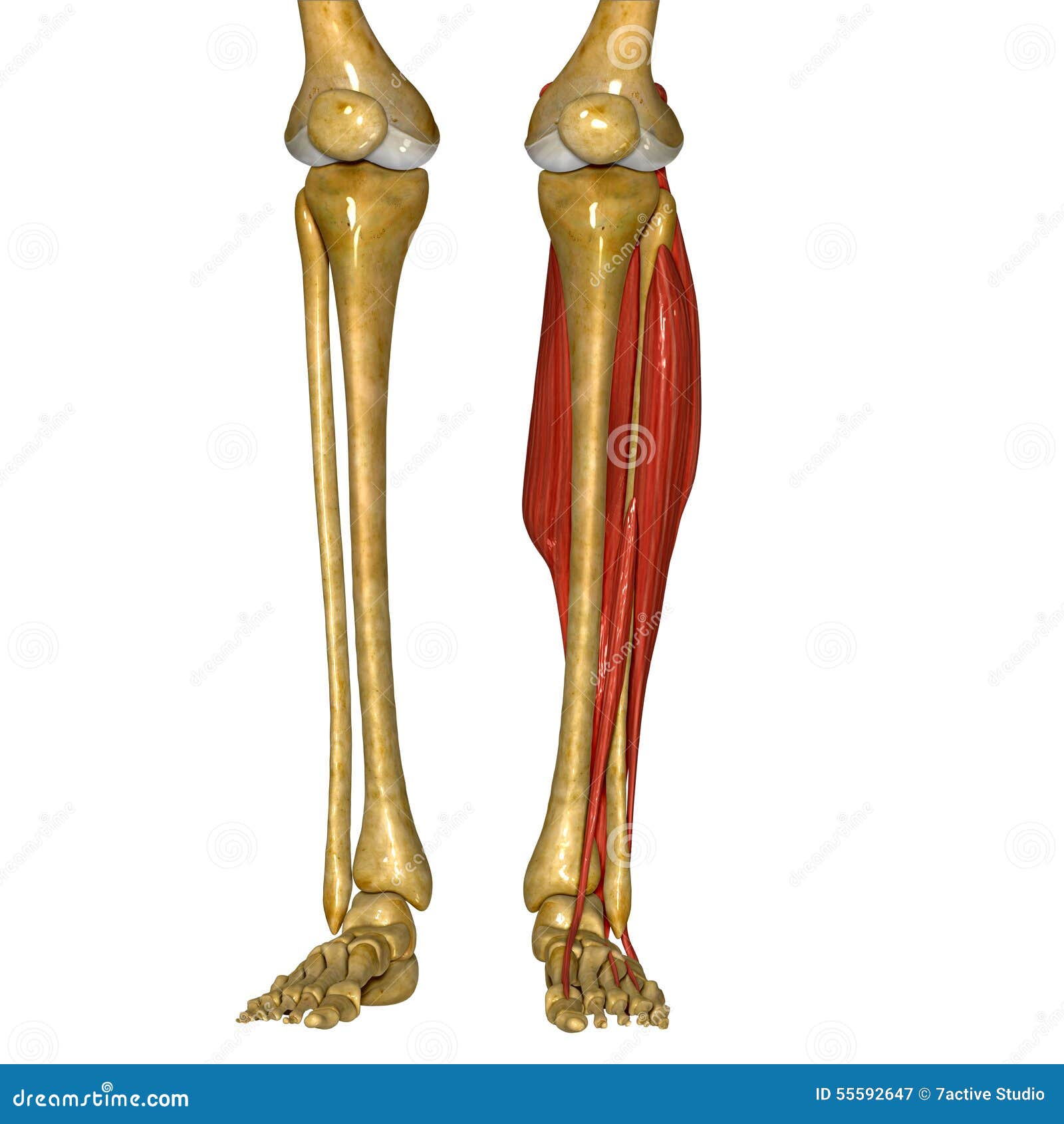 Fibula En Scheenbeenspieren Stock Illustratie - Illustration of spier ...