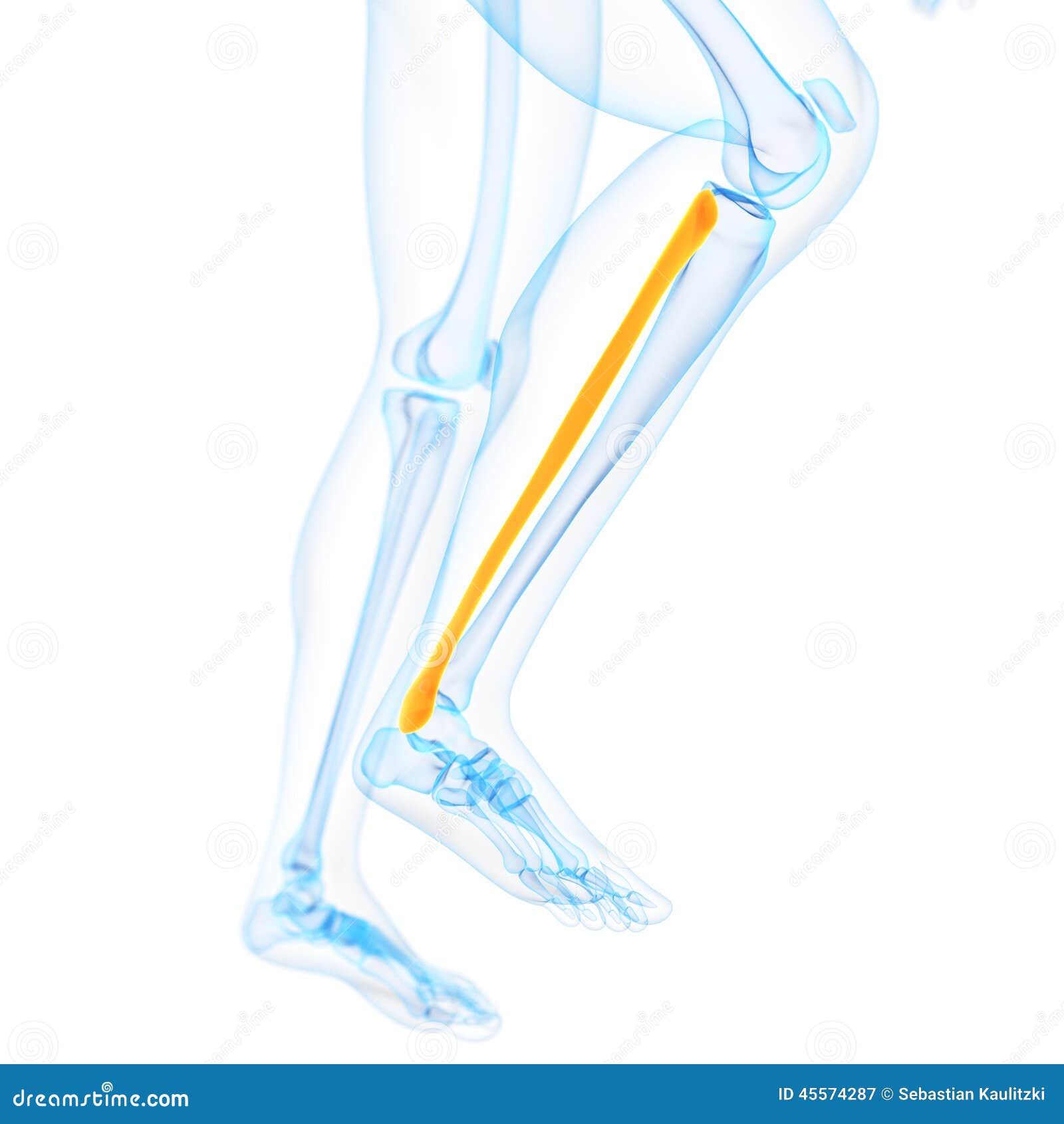 The Fibula Royalty-Free Illustration | CartoonDealer.com #57843441