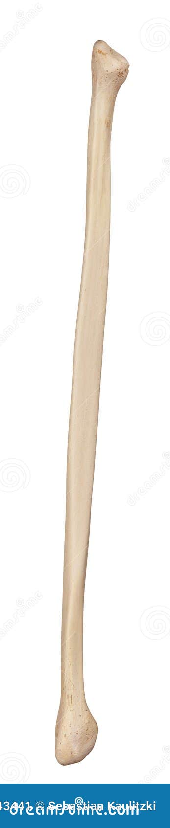 The Fibula Royalty-Free Illustration | CartoonDealer.com #57843441