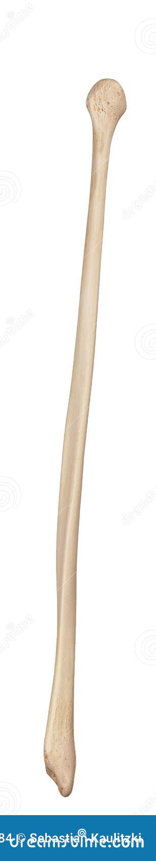 Fibula Cartoons, Illustrations & Vector Stock Images - 4784 Pictures to ...