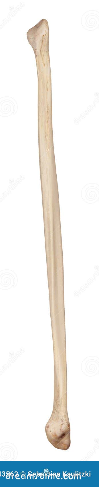 The Fibula Stock Illustration | CartoonDealer.com #57843484