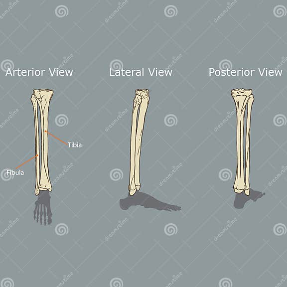 Fibula- och tibiaanatomi vektor illustrationer. Illustration av skelett ...