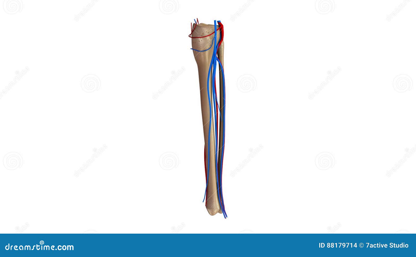 Fibula and Tibia with Blood Vessels Stock Footage - Video of joint ...