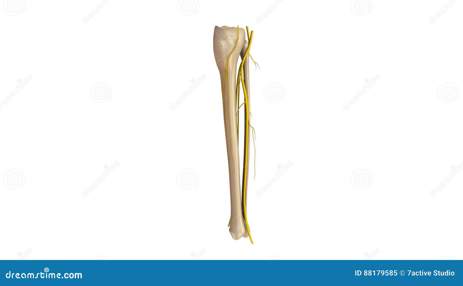 Fibula and Tibia with Nerves Stock Video - Video of nerves, arteries ...