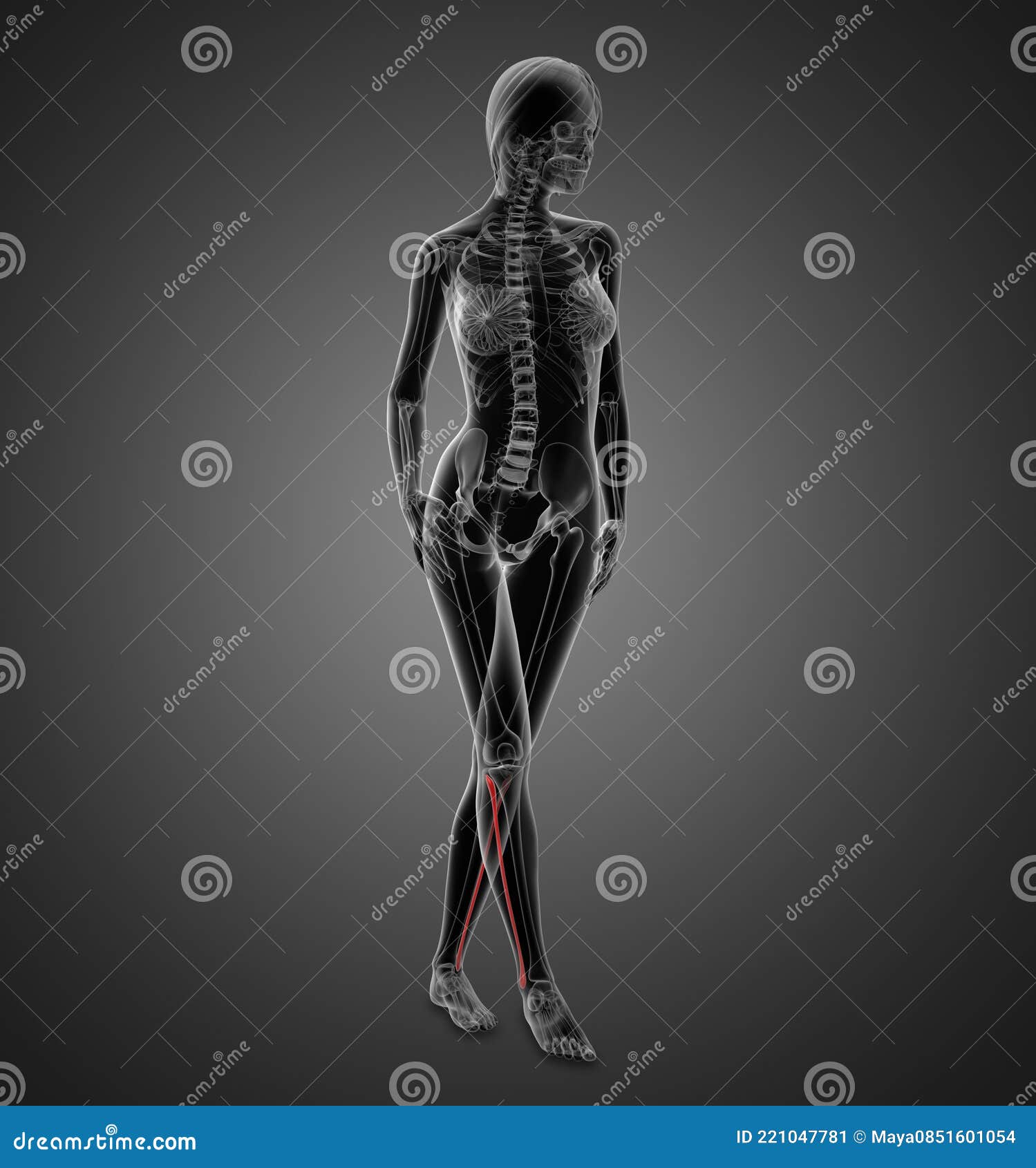 3D Rendering Illustration of Fibular Bone Stock Illustration ...