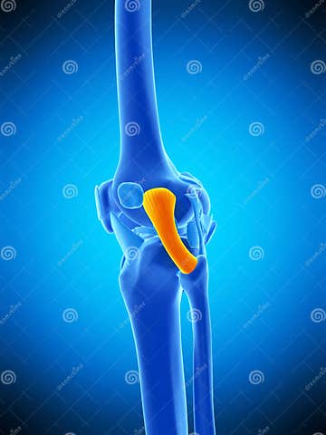 The Fibular Collateral Ligament Stock Illustration - Illustration of ...
