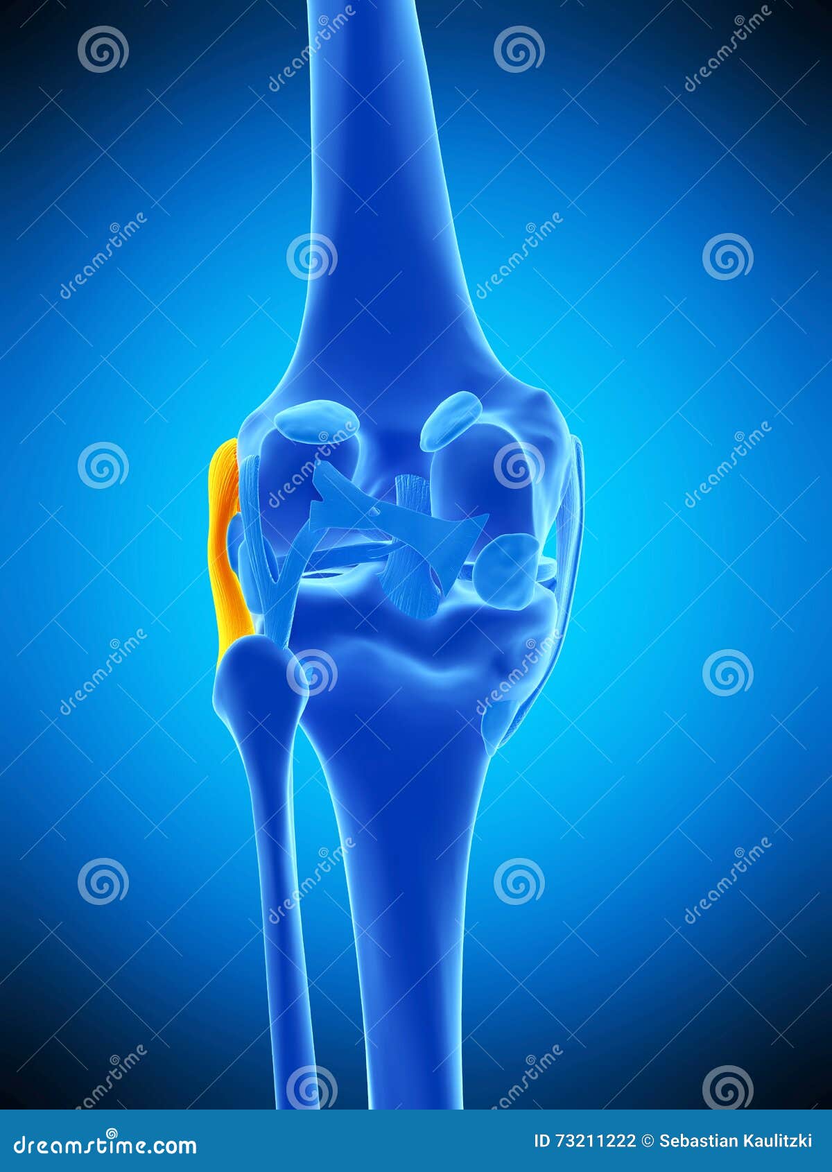 The Fibular Collateral Ligament Stock Illustration - Illustration of ...