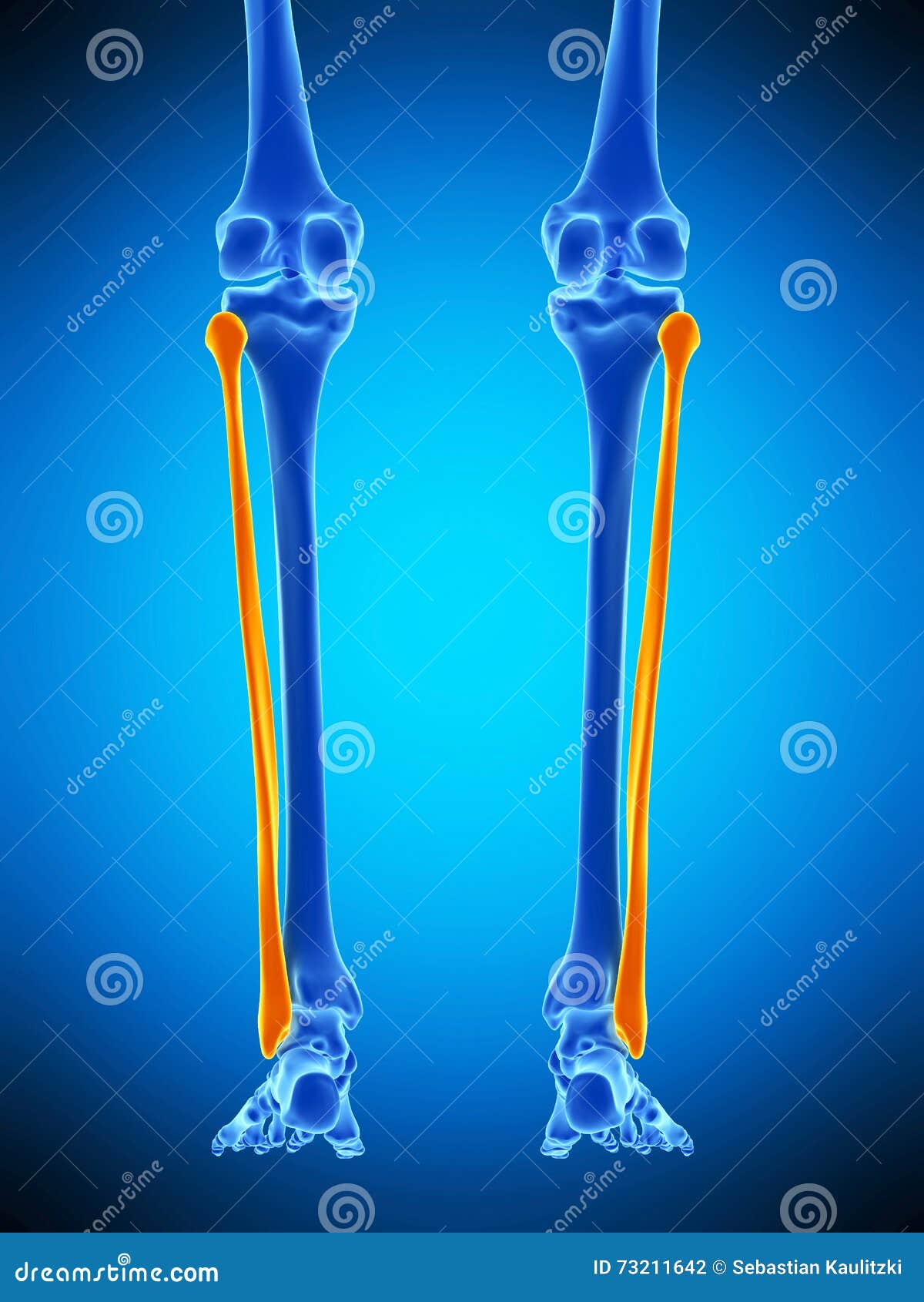 Fibular Cartoons, Illustrations & Vector Stock Images - 110 Pictures to ...