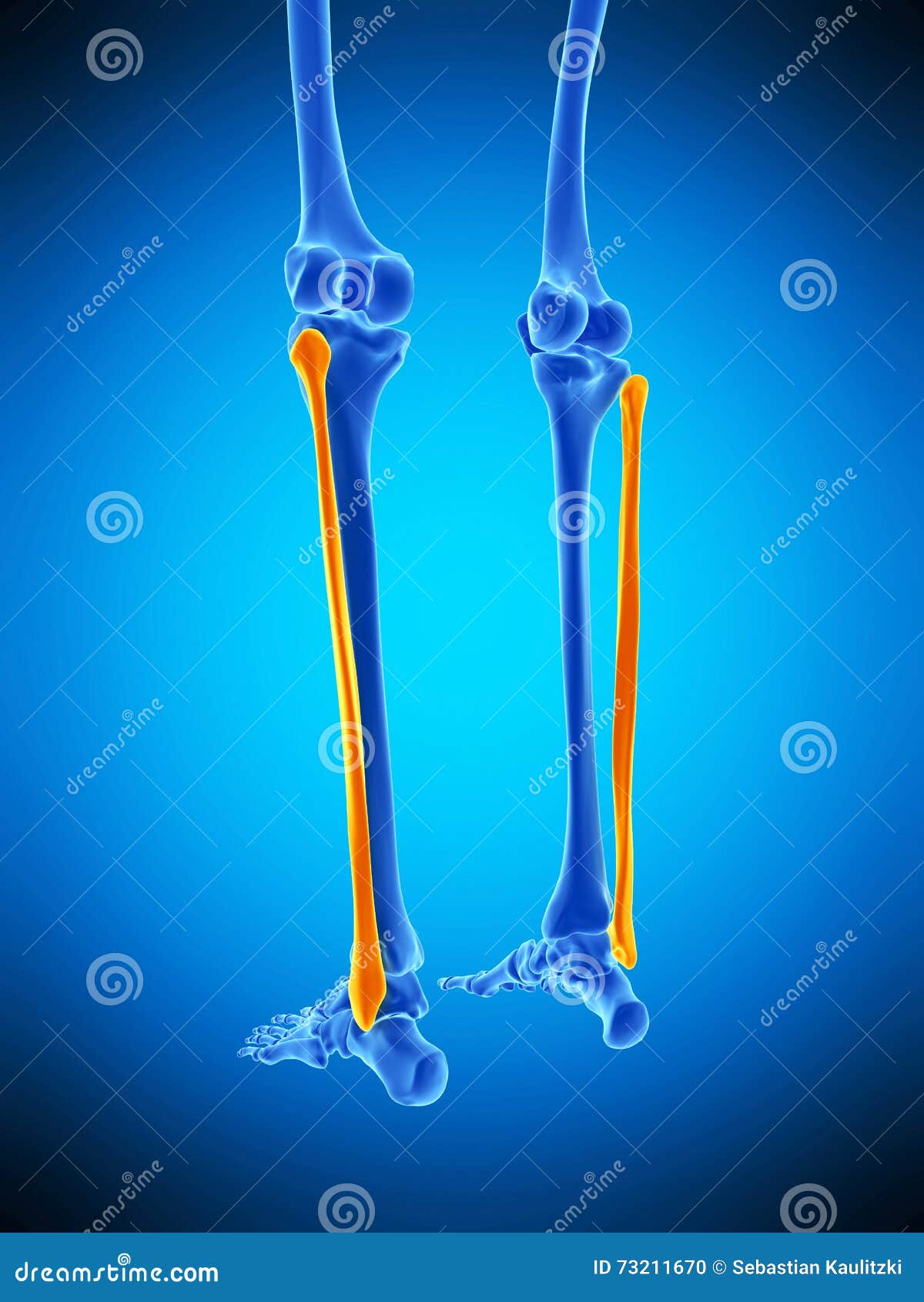 Fibular Cartoons, Illustrations & Vector Stock Images - 101 Pictures to ...