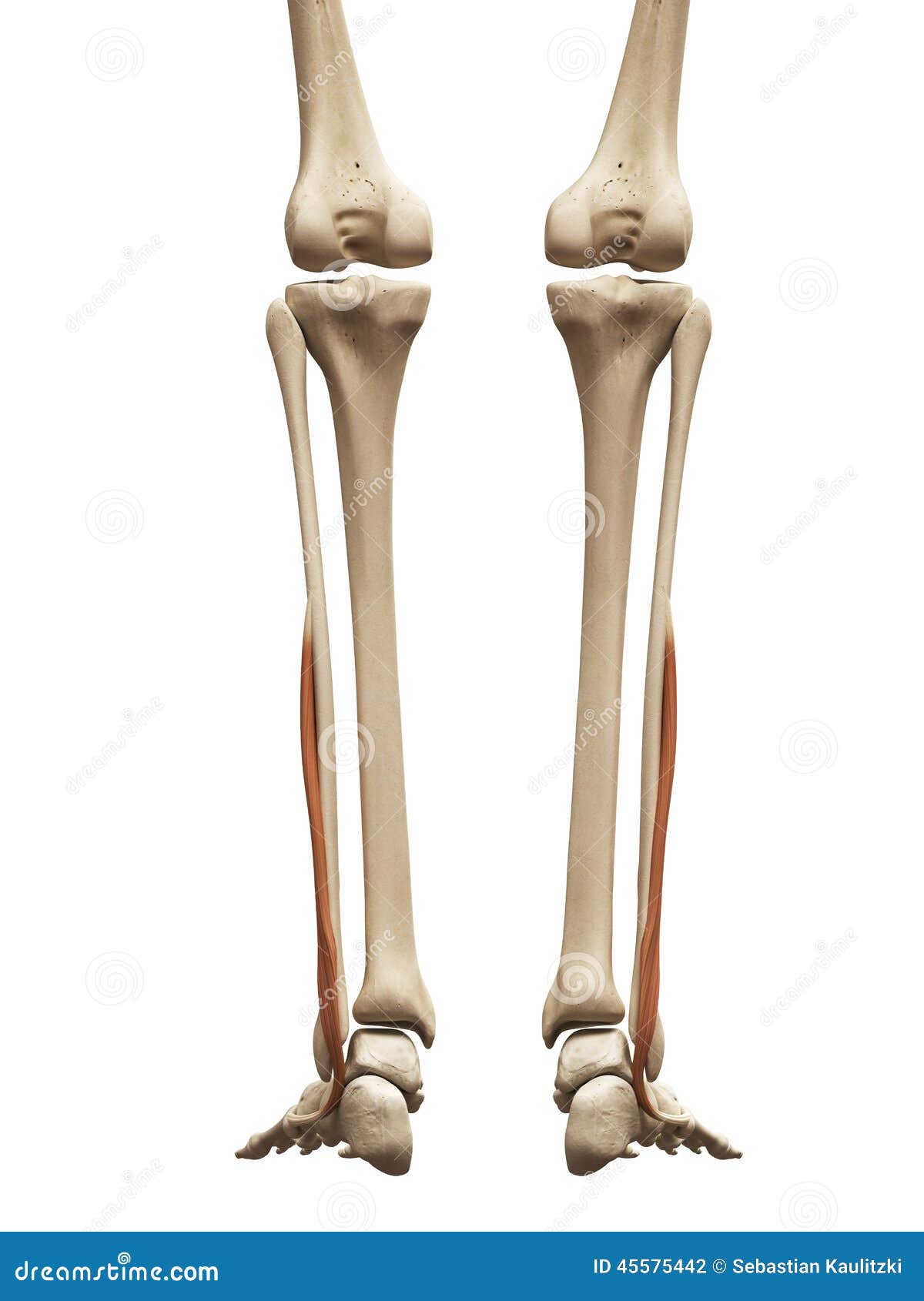 The Fibularis Brevis Stock Photography | CartoonDealer.com #45575450