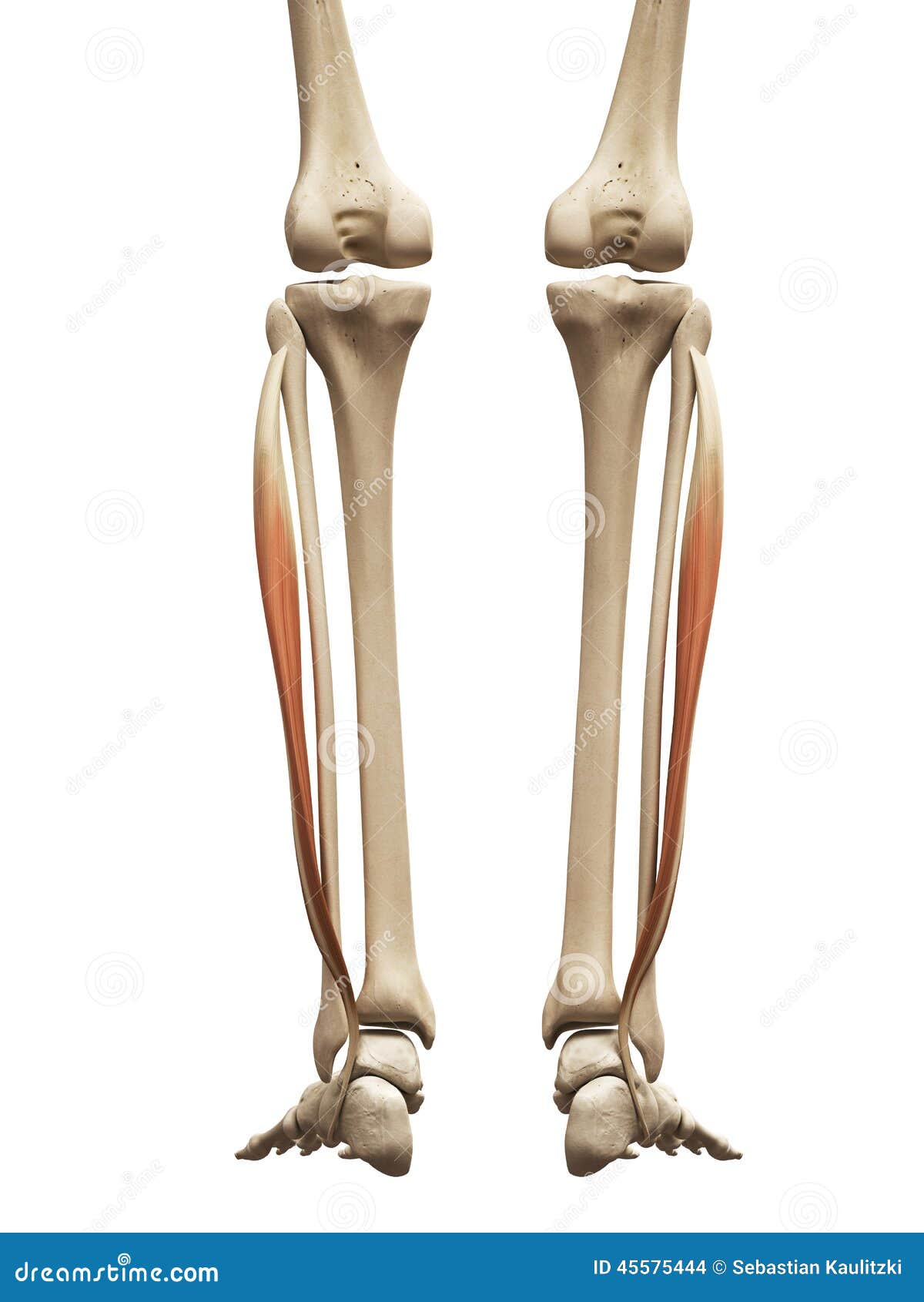 The fibularis longus stock illustration. Illustration of muscle - 45575444