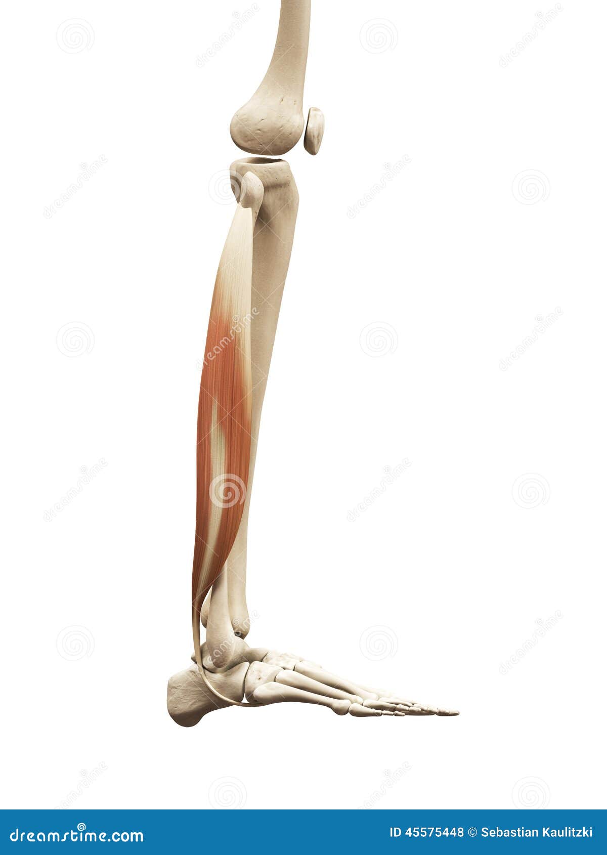 The fibularis longus stock illustration. Illustration of structure ...