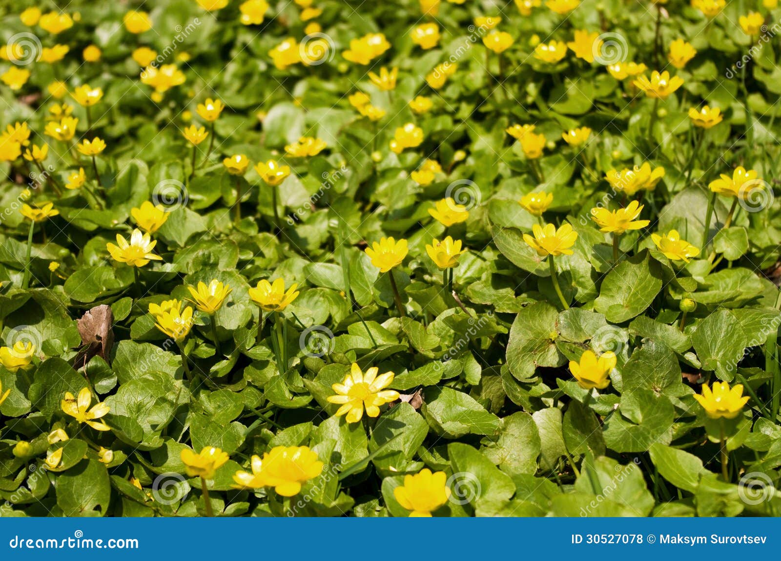 Ficaria verna stock photo. Image of grass, floral, spring - 30527078