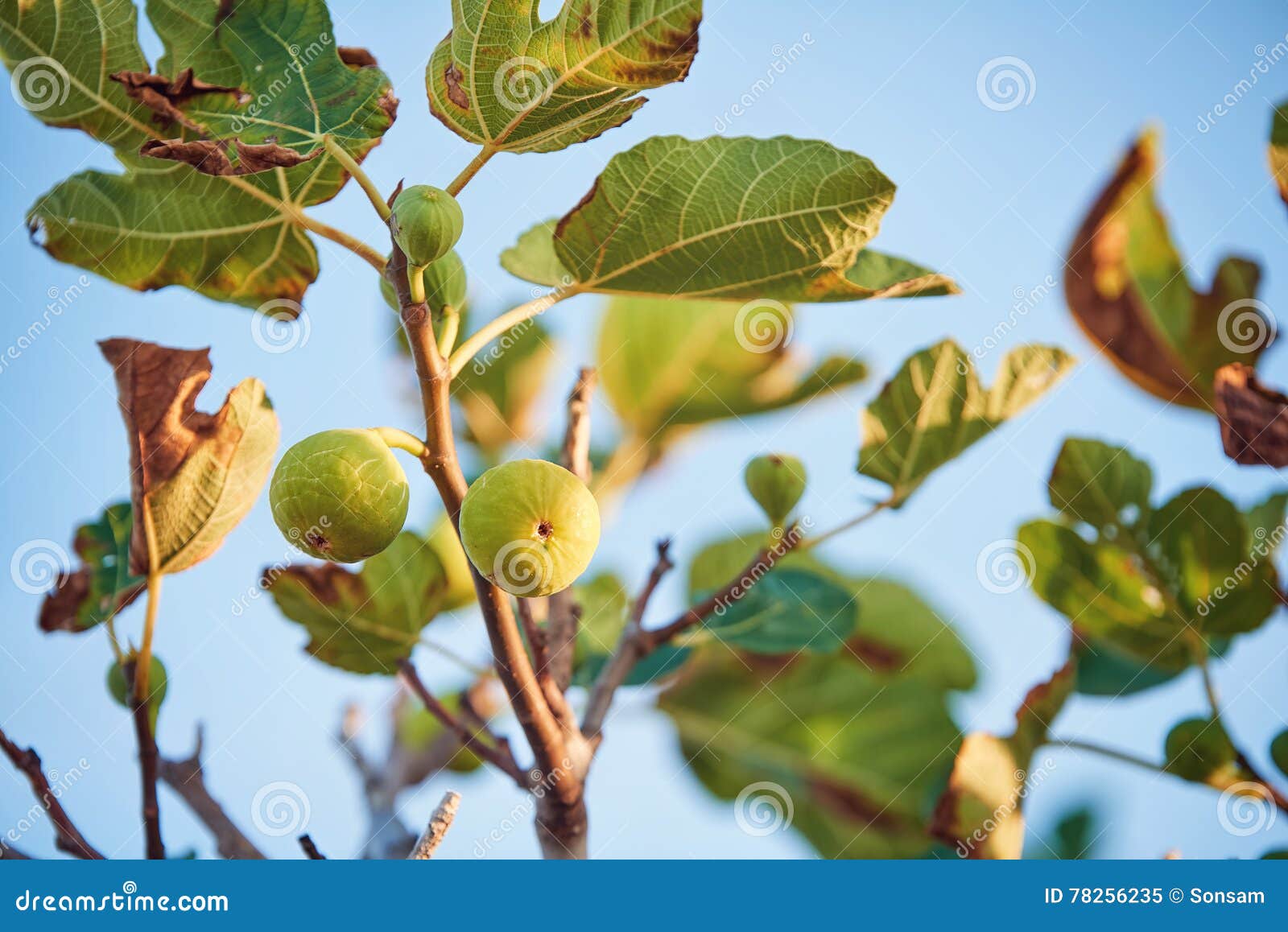 Fichi saporiti sull'albero immagine stock. Immagine di trasporto - 78256235