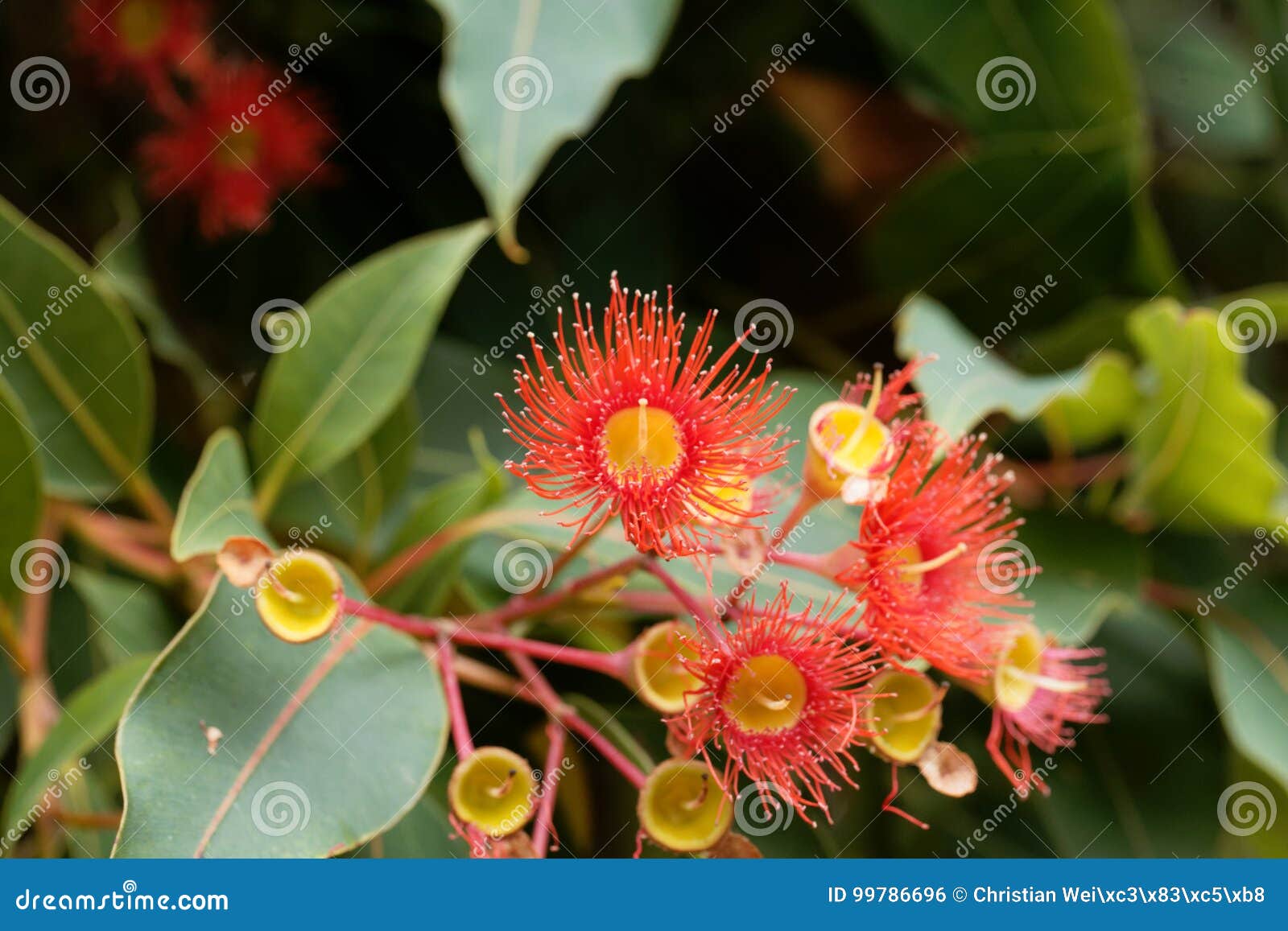 Ficifolia Floreciente Rojo De Corymbia De La Goma Foto de archivo ...