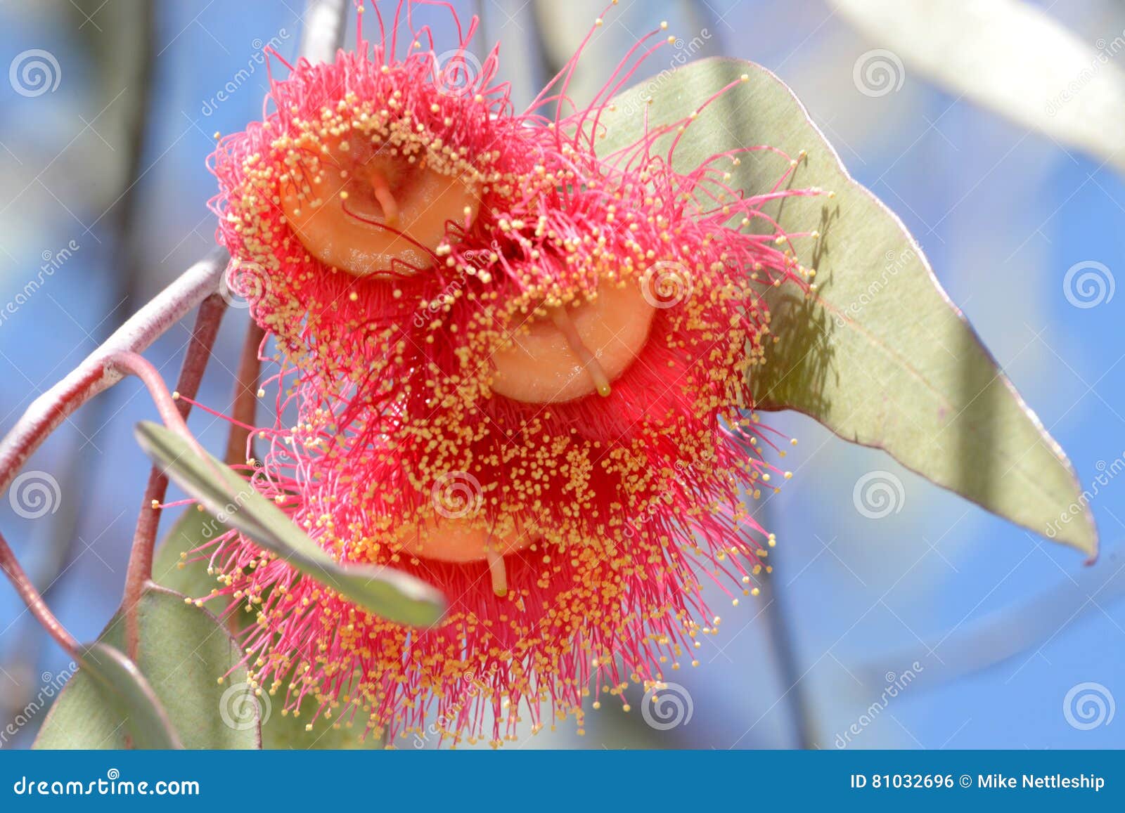 Ficifolia Rosso Australiano Di Corymbia Del Fiore Fotografia Stock ...