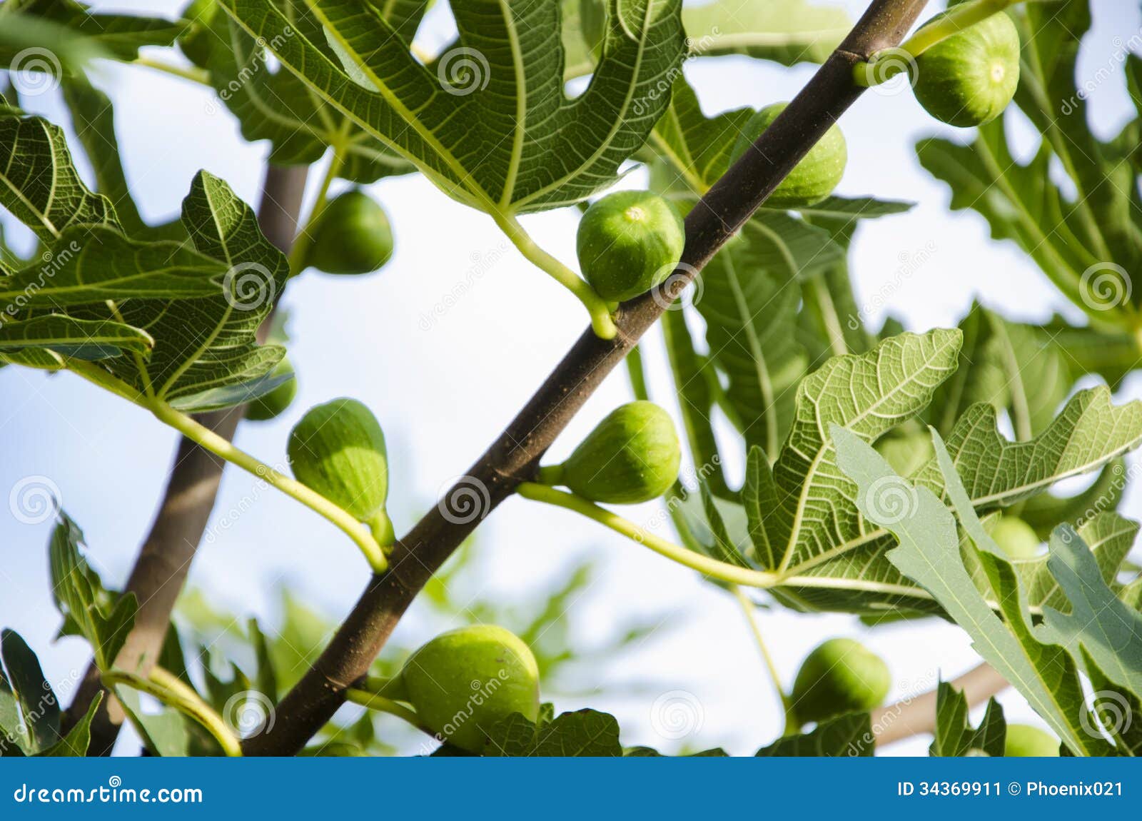 Fico 2 immagine stock. Immagine di soleggiato, organico - 34369911