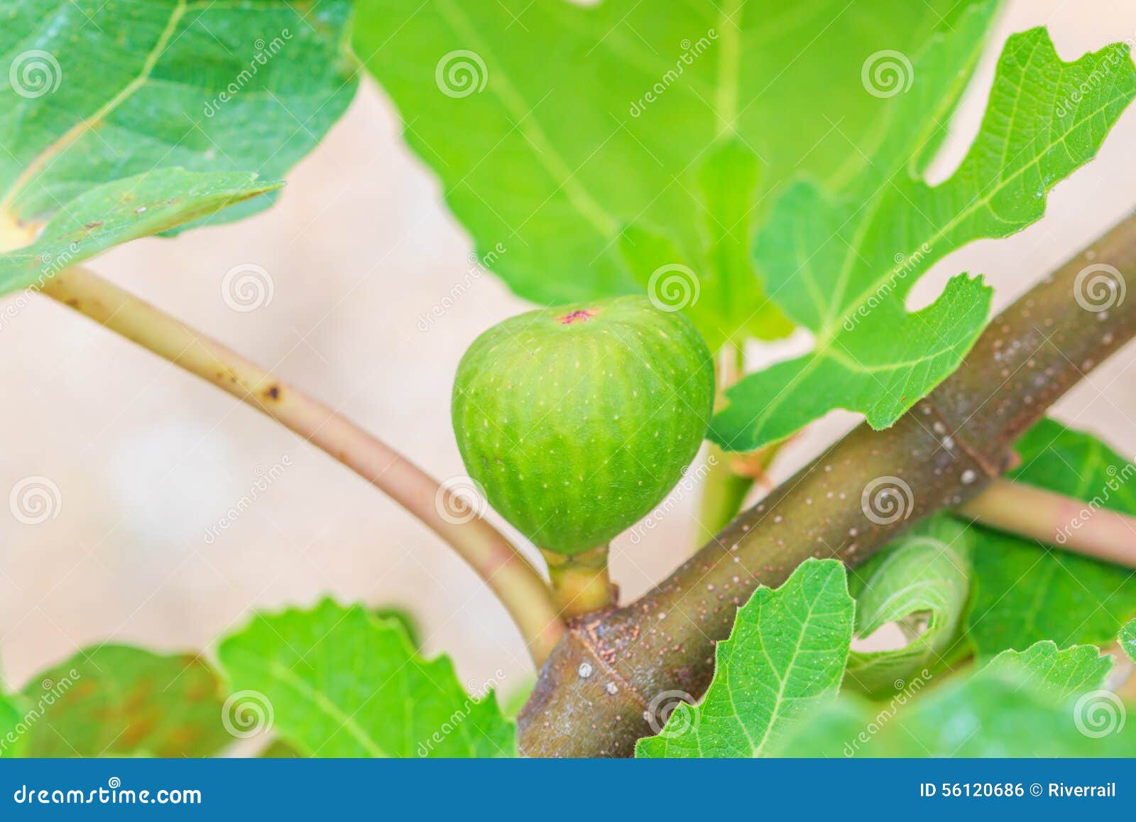 Fico comune fotografia stock. Immagine di fico, sfondo - 56120686