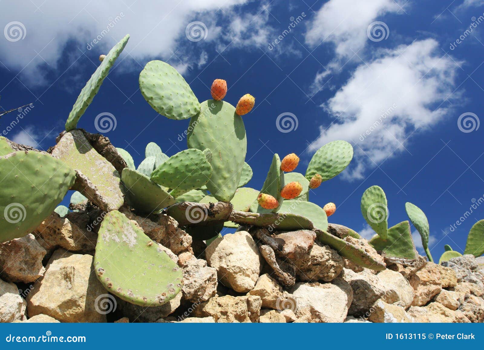 Fico d'India immagine stock. Immagine di desolato, deserto - 1613115