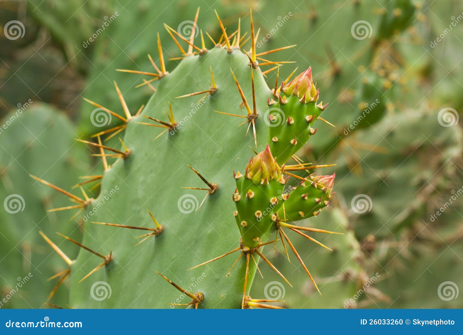 Fico d'india fotografia stock. Immagine di verde, spinoso - 26033260