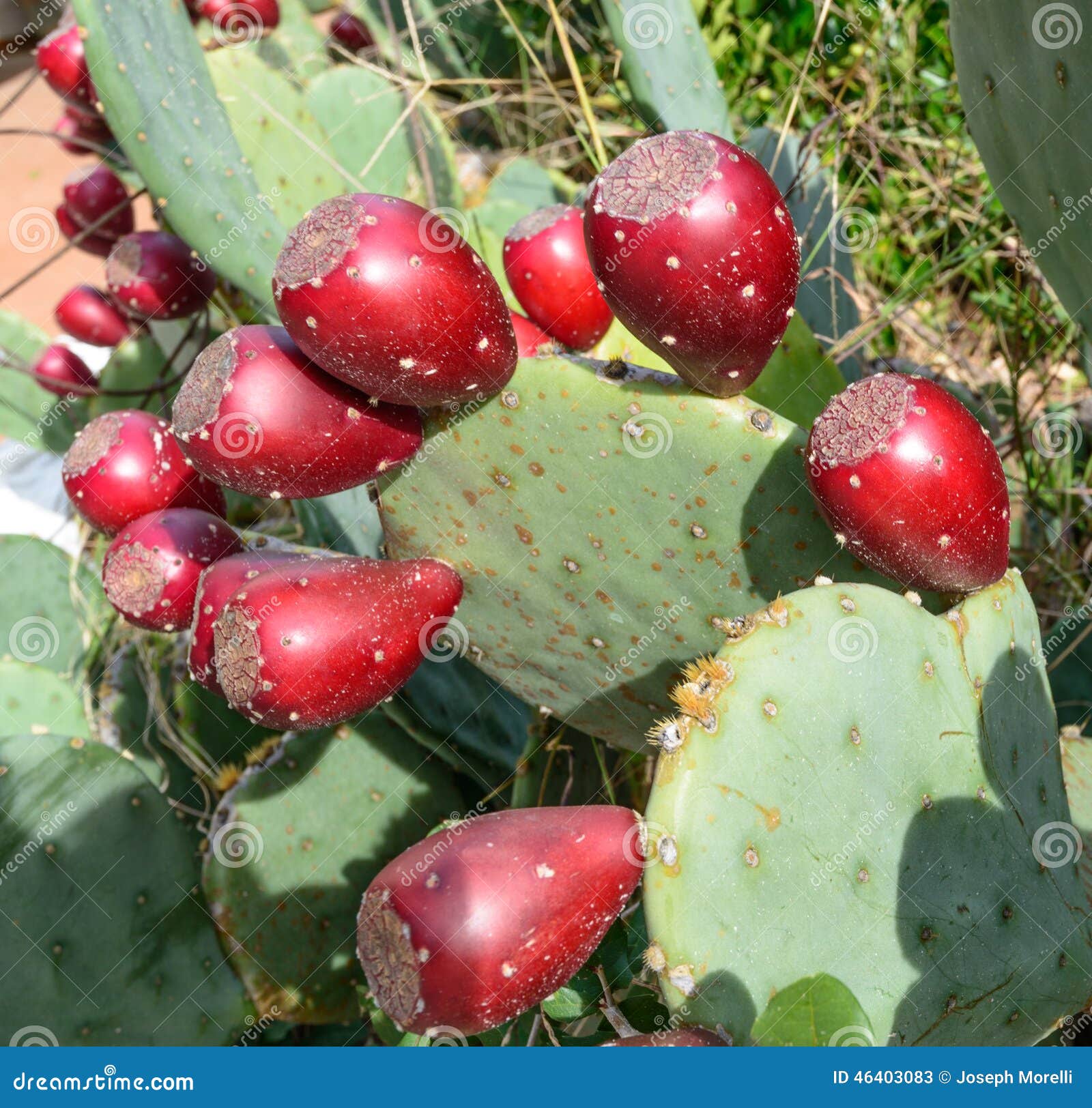 Fico d'India immagine stock. Immagine di cactus, fiore - 46403083