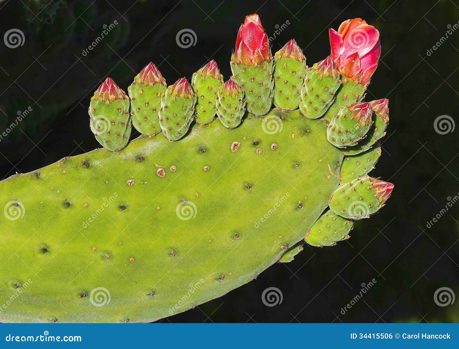 Fico D'India Che Entra in Fiore Fotografia Stock - Immagine di ...