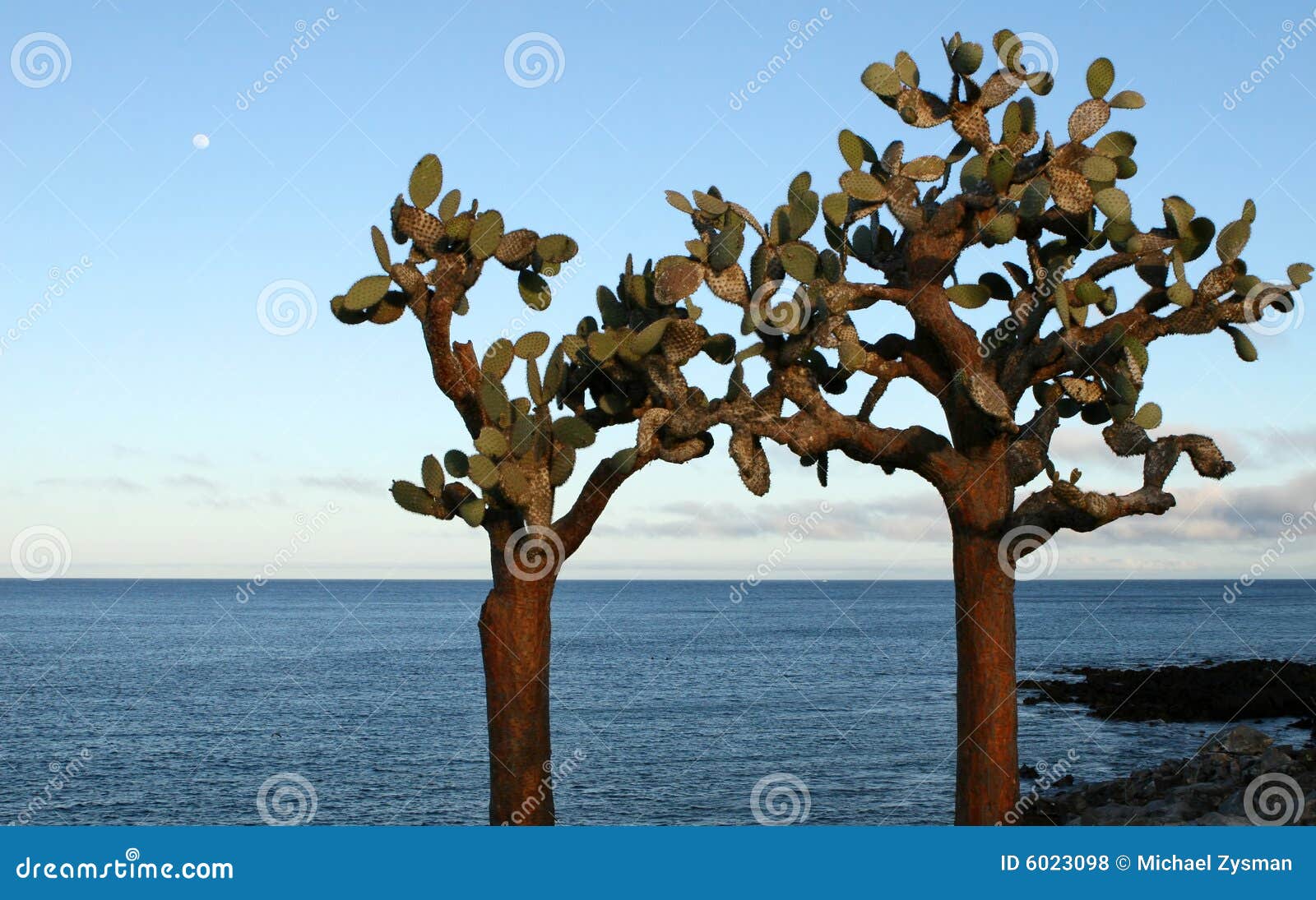Fico D'india Del Lato Di Mare Fotografia Stock - Immagine di calore ...