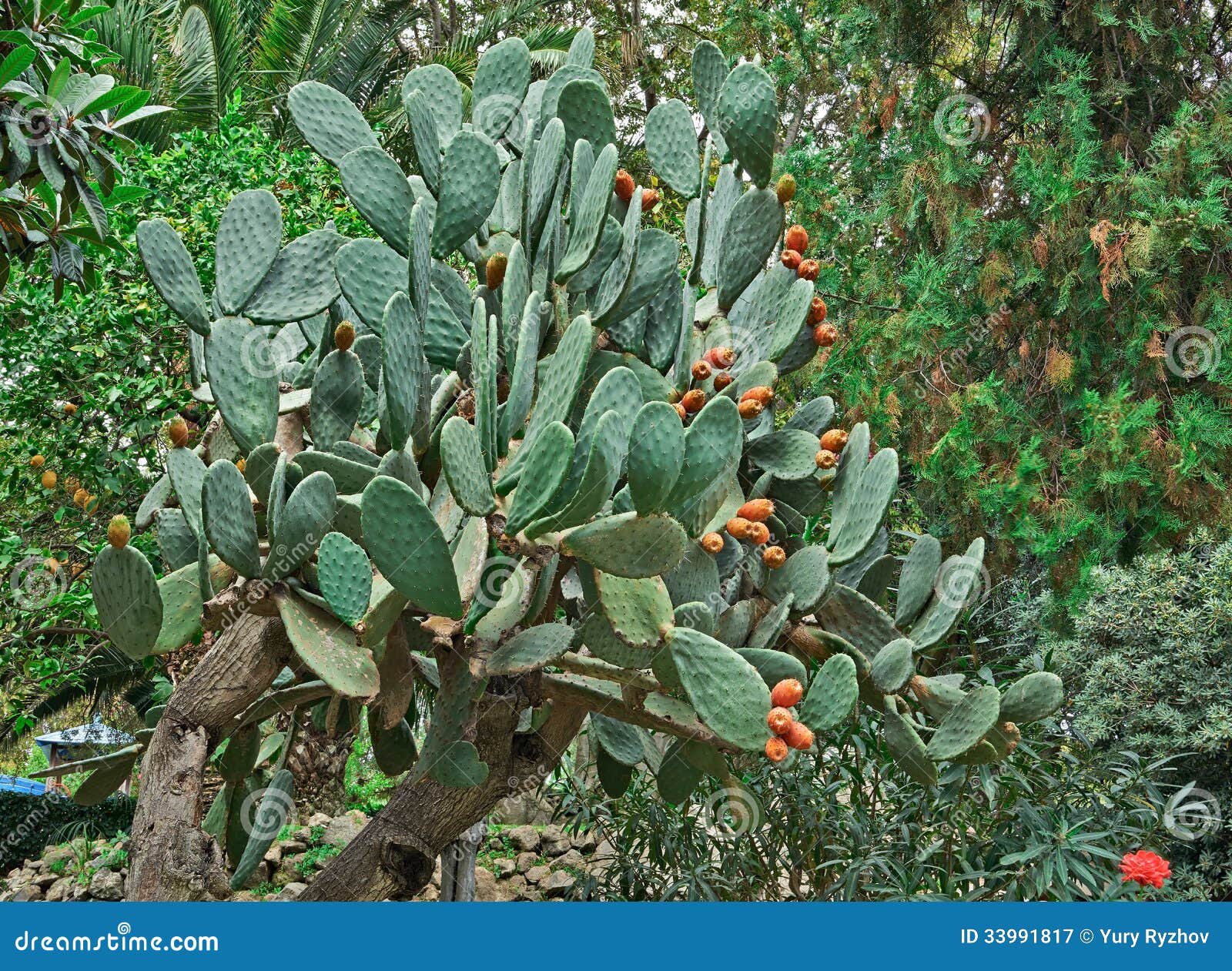 Fico d'india di Sicilia immagine stock. Immagine di filiale - 33991817