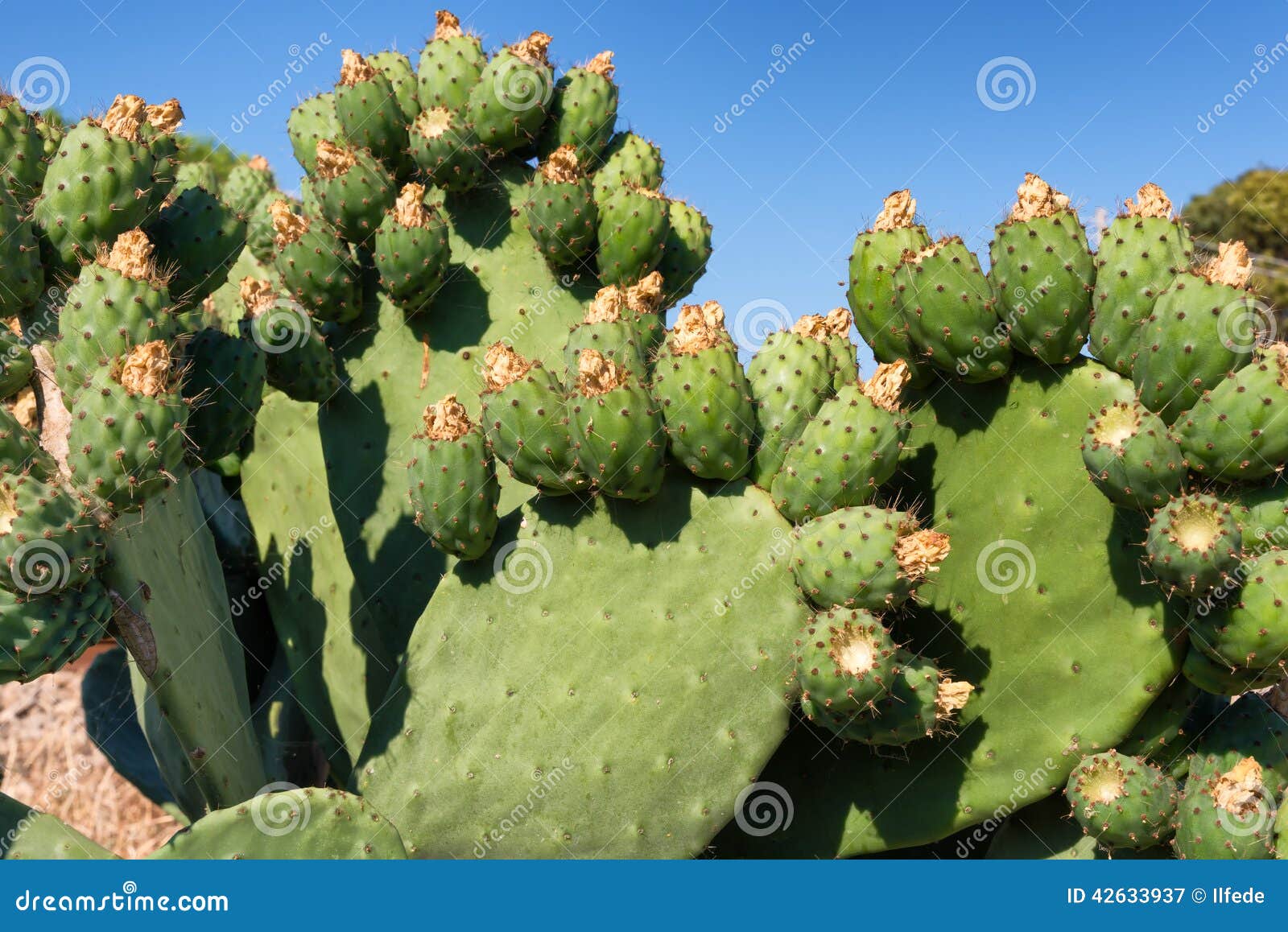 Fico d'India verde immagine stock. Immagine di nave, pera - 42633937