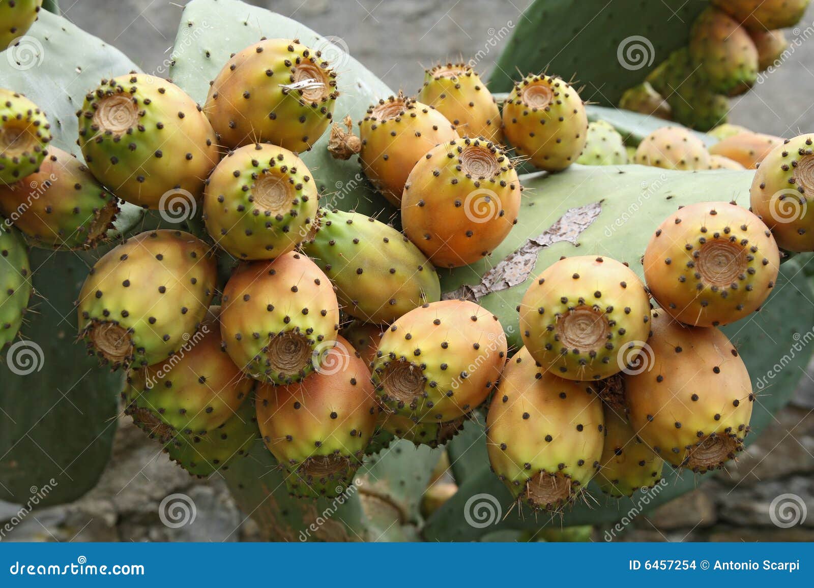 Fico india 2 stock photo. Image of spine, prickly, spike - 6457254