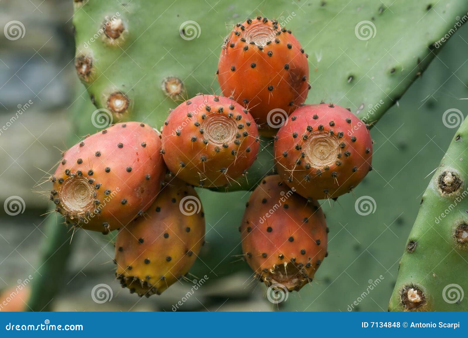 Fico india 3 stock photo. Image of india, cactus, indian - 7134848