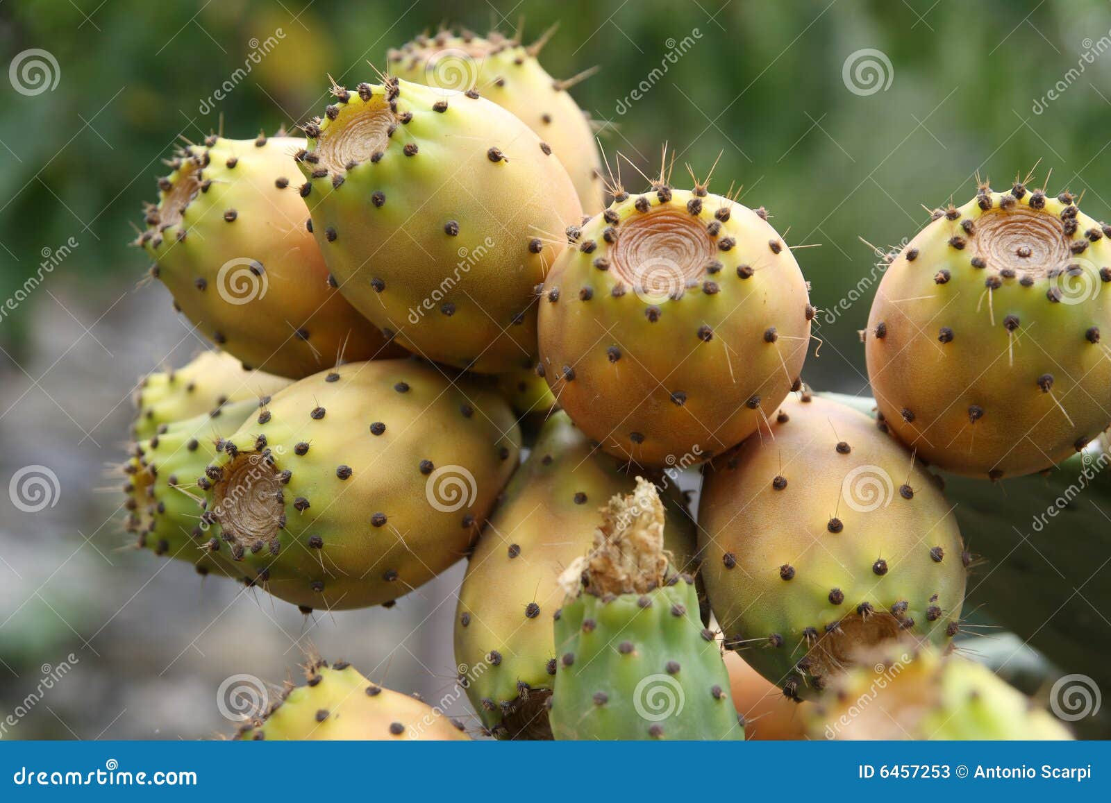 Fico india stock image. Image of india, ficus, organic - 6457253