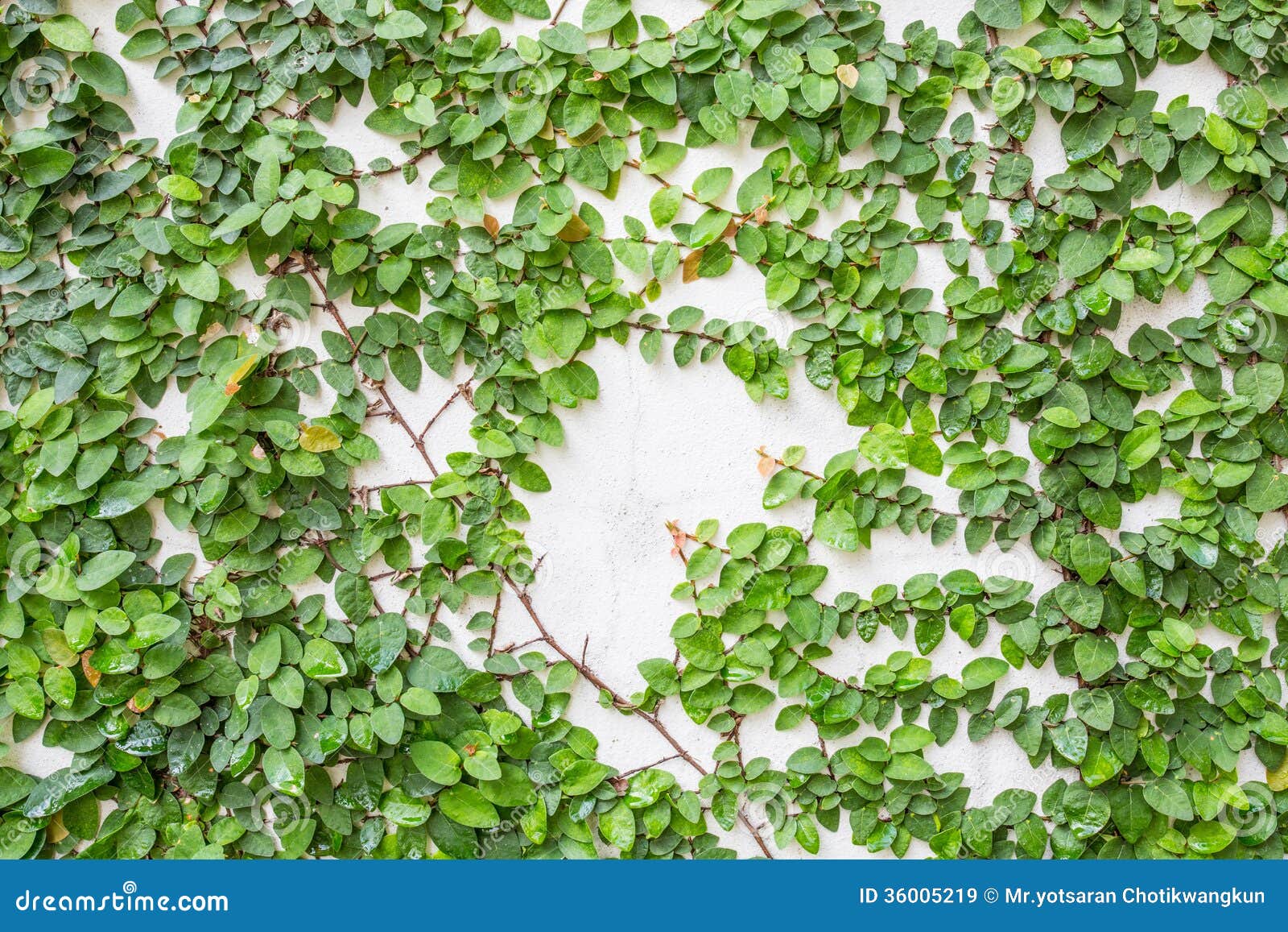 Fico rampicante immagine stock. Immagine di sfondo, barriera - 36005219