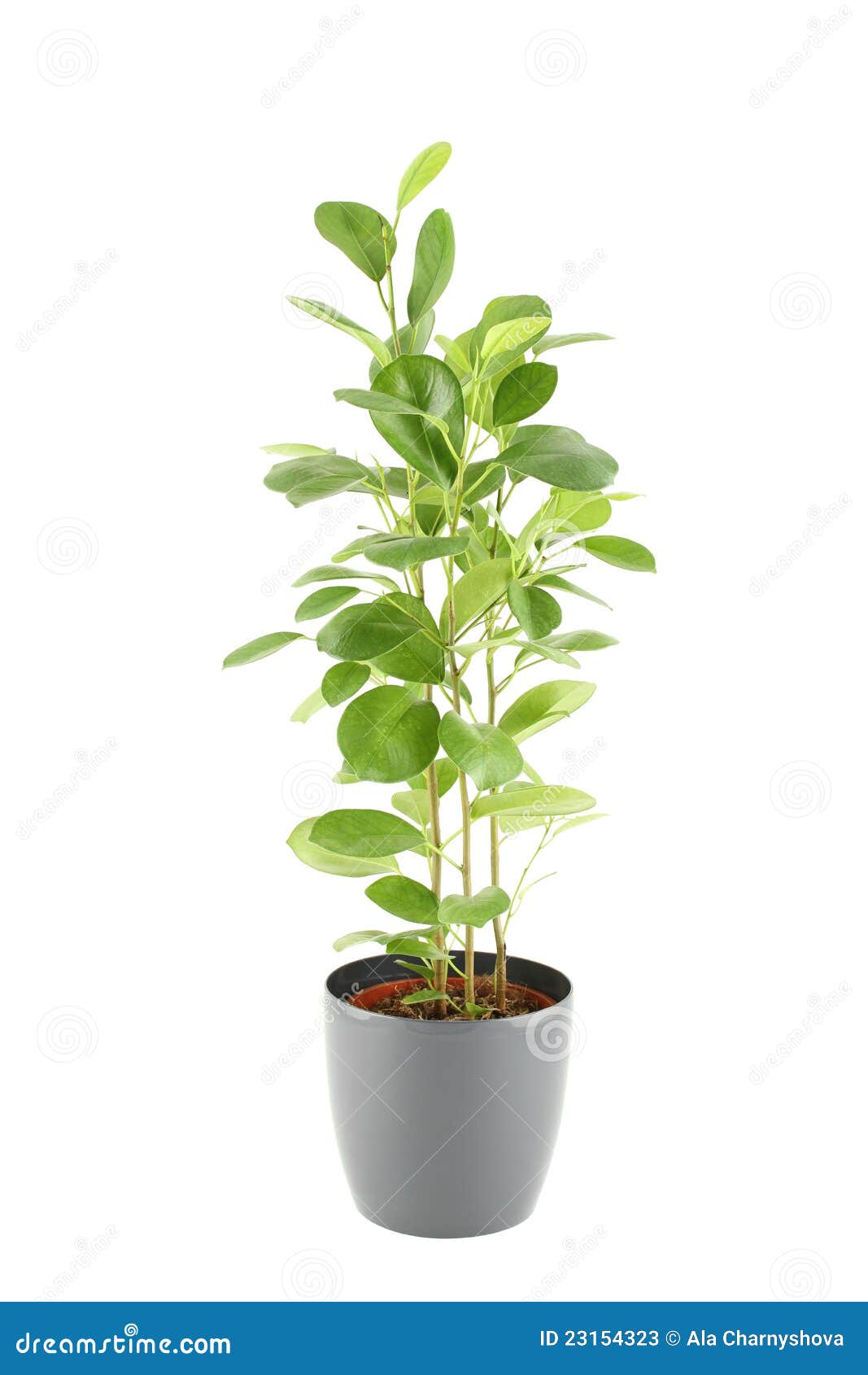 Ficus imagen de archivo. Imagen de apacible, verde, adornado - 23154323