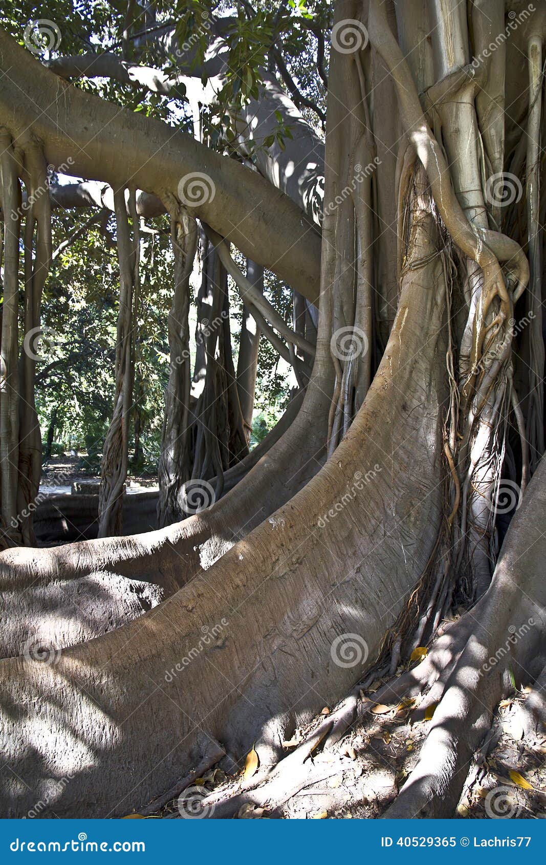 Ficus imagen de archivo. Imagen de hoja, fragmento, contrafuerte - 40529365