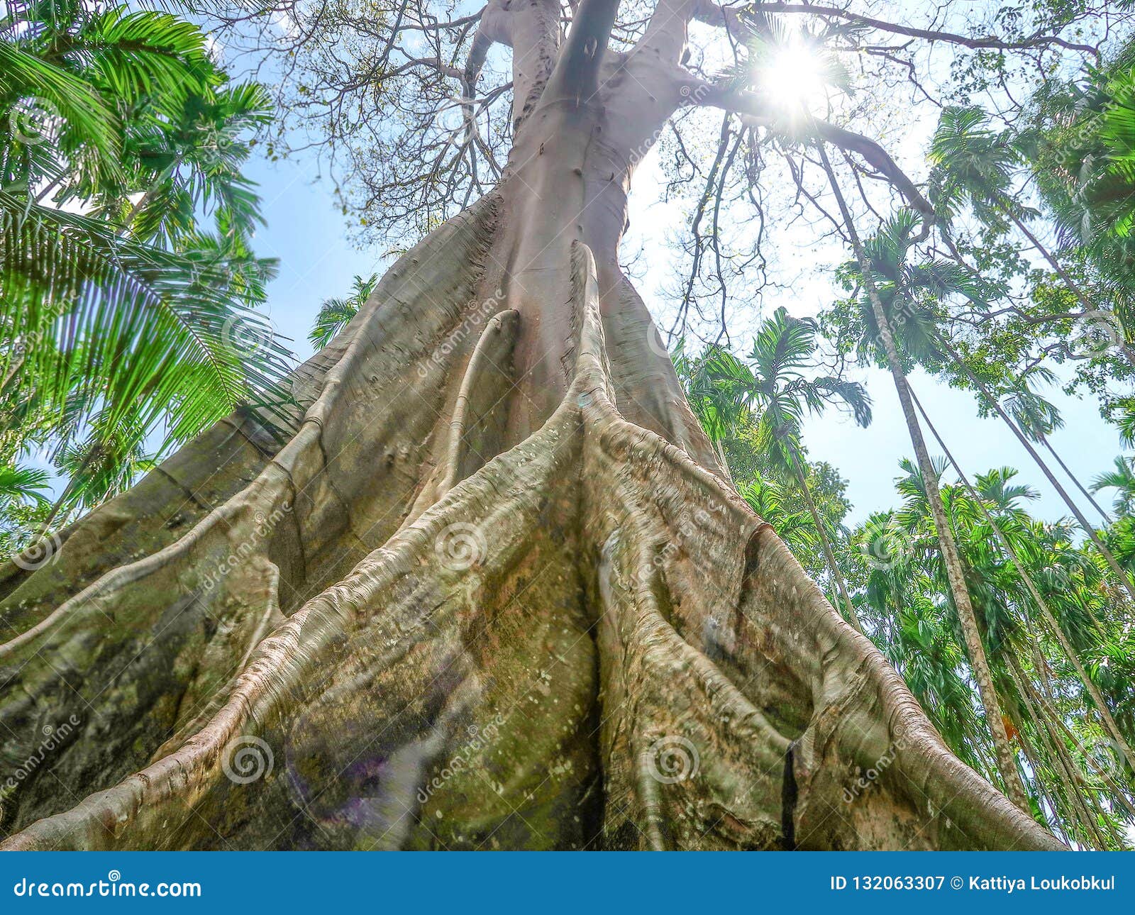 Ficus Albipila, Giant Tree At Uthaithani, Thailand Stock Image - Image ...