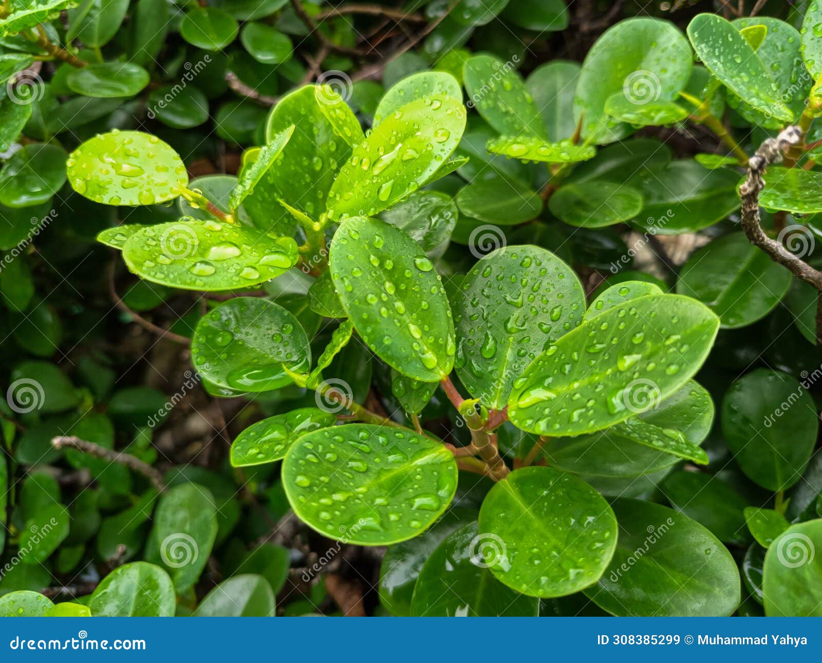 Ficus Annulata, Background of Banyan Tree Leaves Stock Image - Image of ...