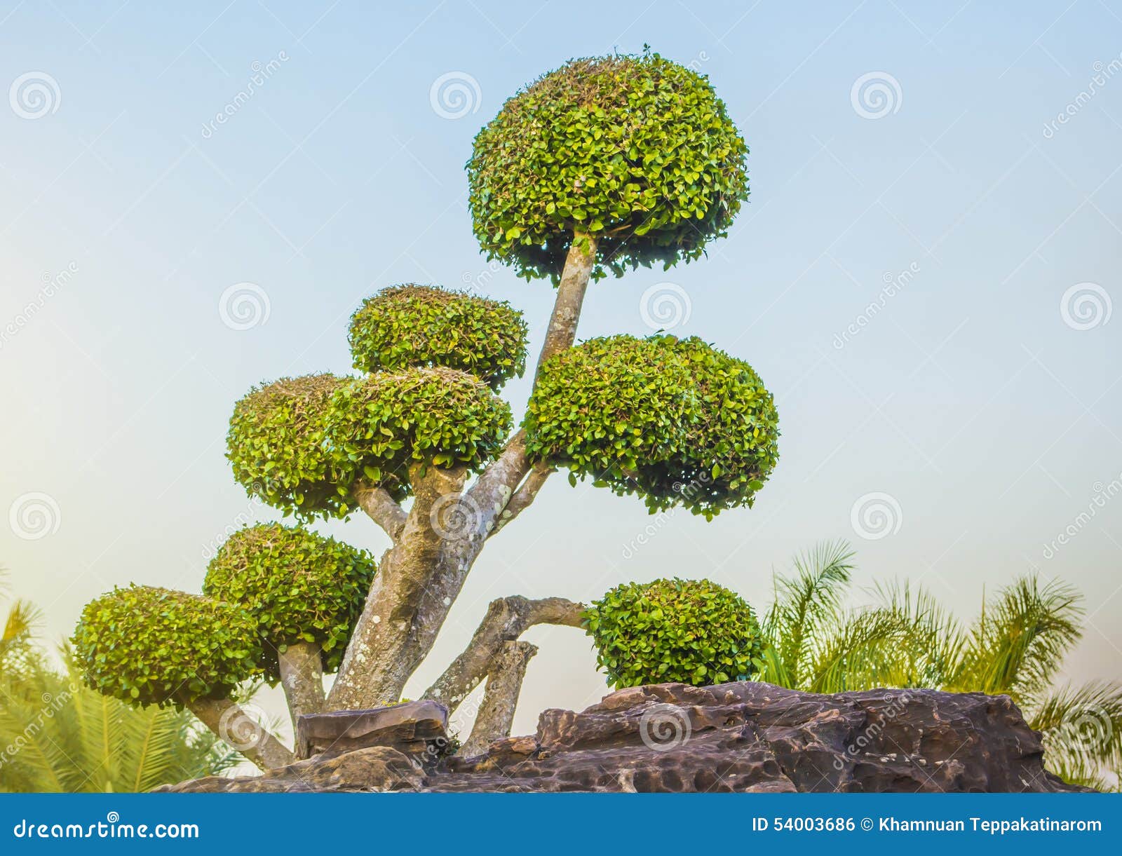 Ficus Annulata,Banyan Tree,MORACEAE Stock Photo - Image of background ...