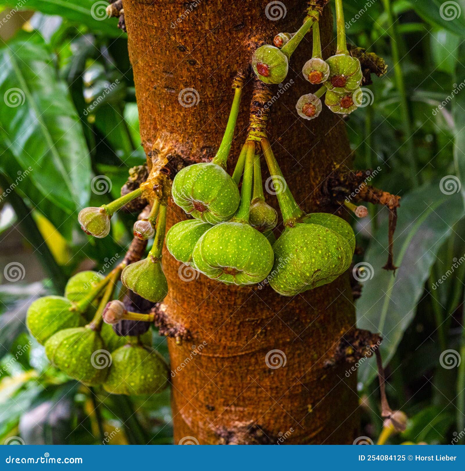 Ficus Auriculata, Roxburgh Fig Close_up of Fruits on a Tree Stock Image ...