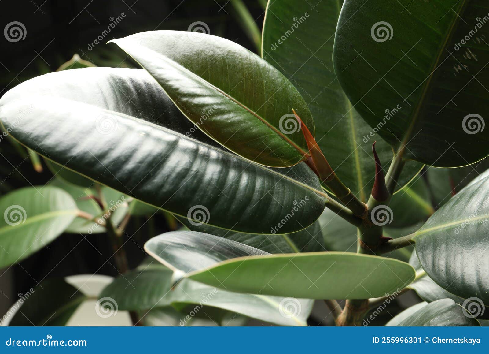 Ficus Avec Feuilles Luxuriantes Closeuse. Plante Tropicale Image stock ...
