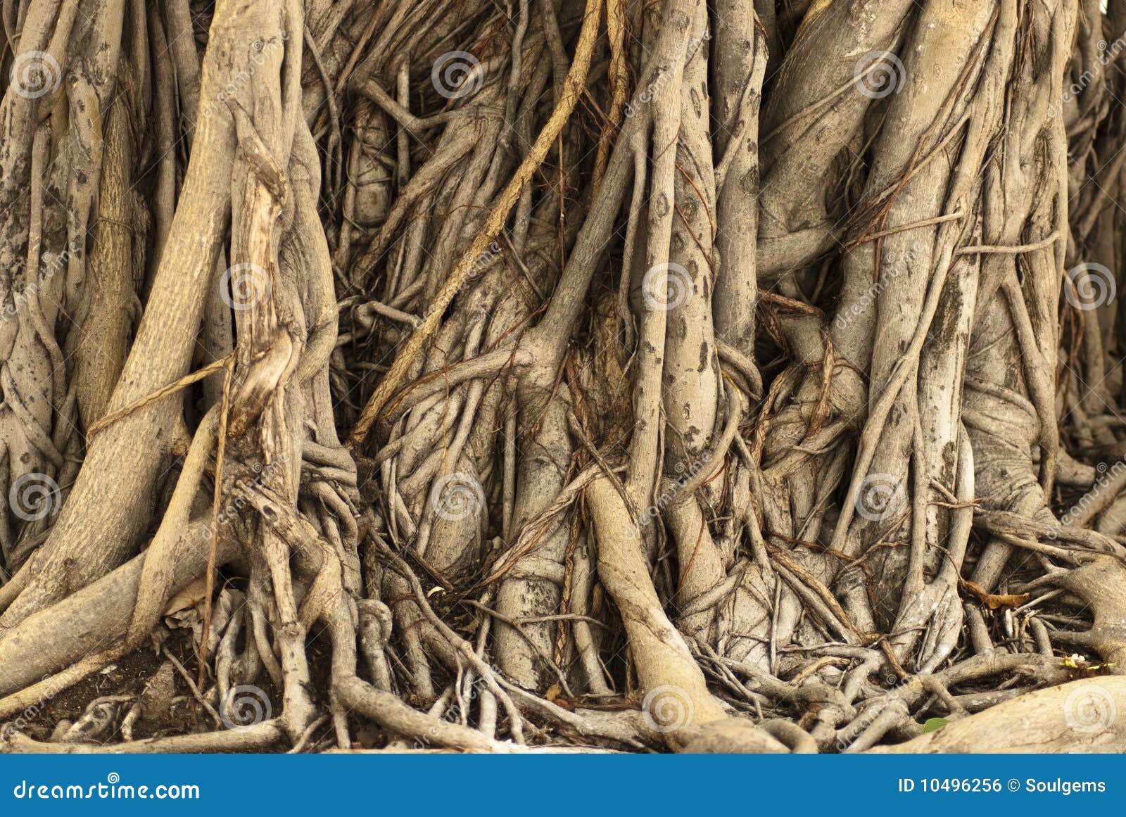 Ficus-Baum-Wurzeln in Kambodscha Stockfoto - Bild von baum, wachstum ...