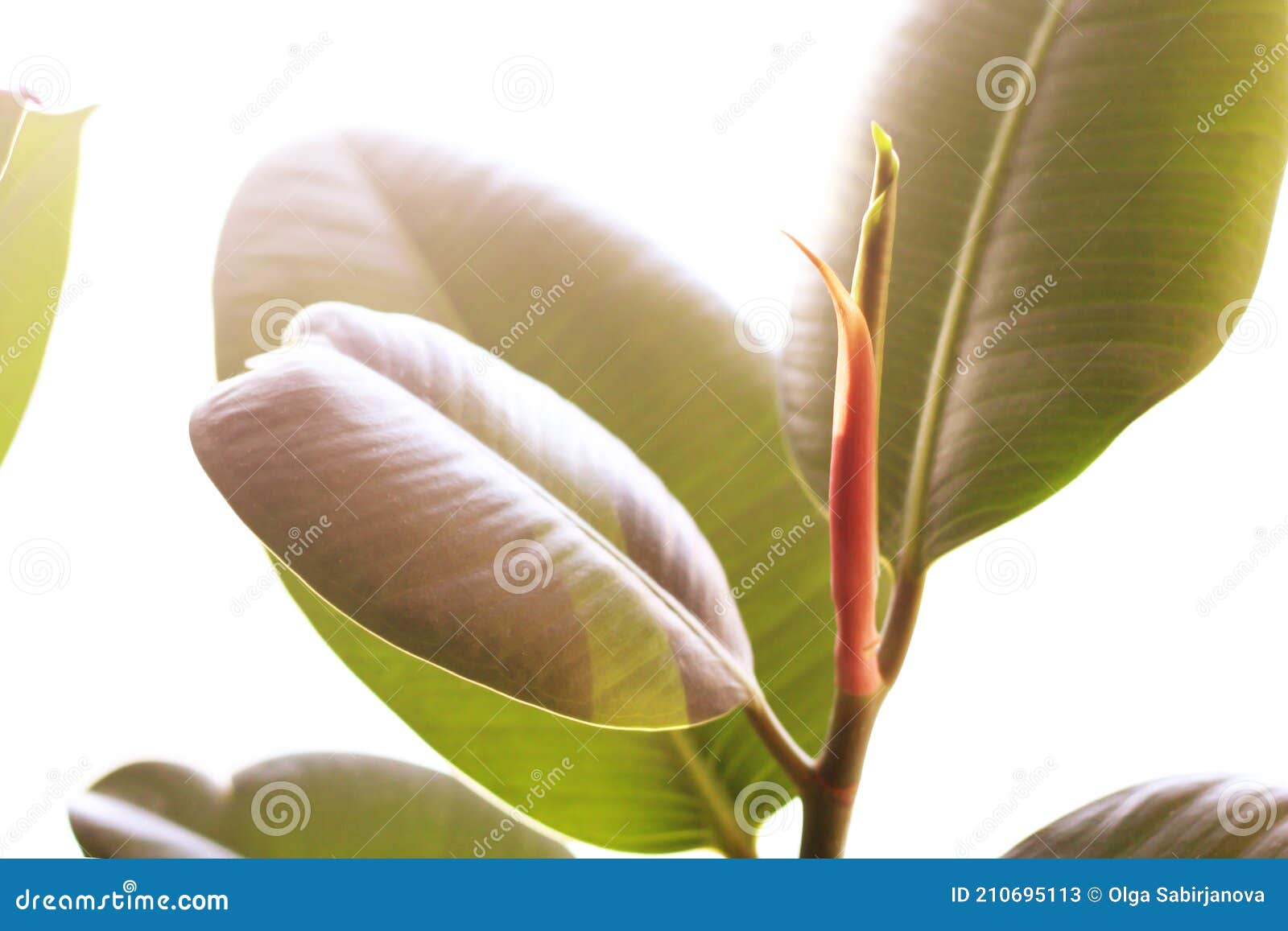 Ficus, a Beautiful Plant, a New Leaf Stock Image - Image of beautiful ...