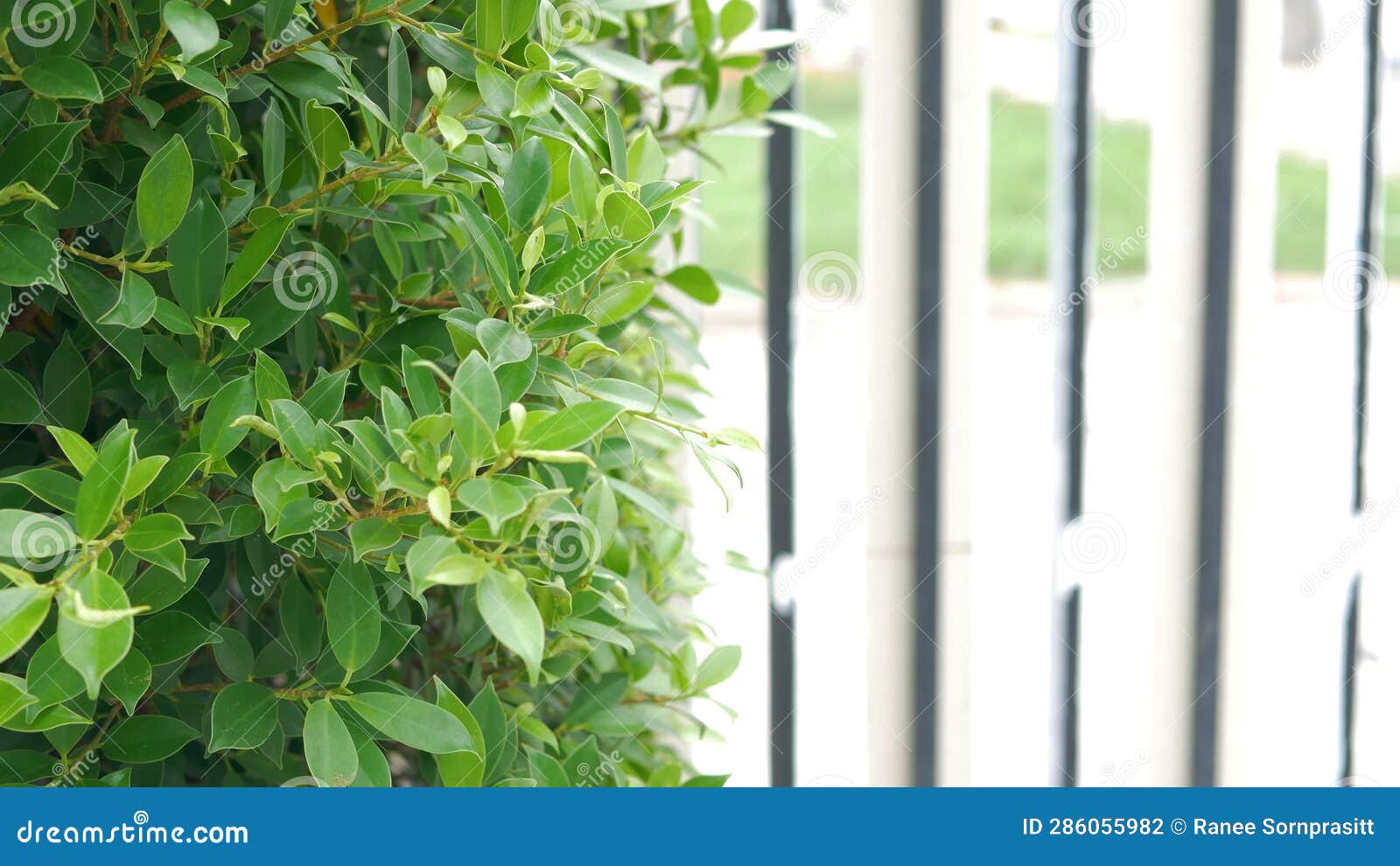 Ficus Bengalensis Tree Was Planted As a Green Fence Stock Footage ...