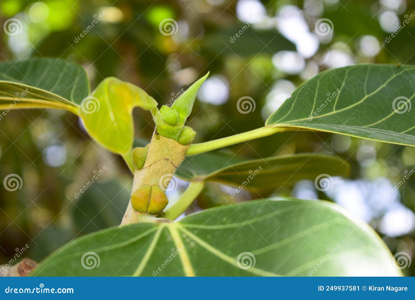 Banyan plant green leaf. stock image. Image of garden - 249937581