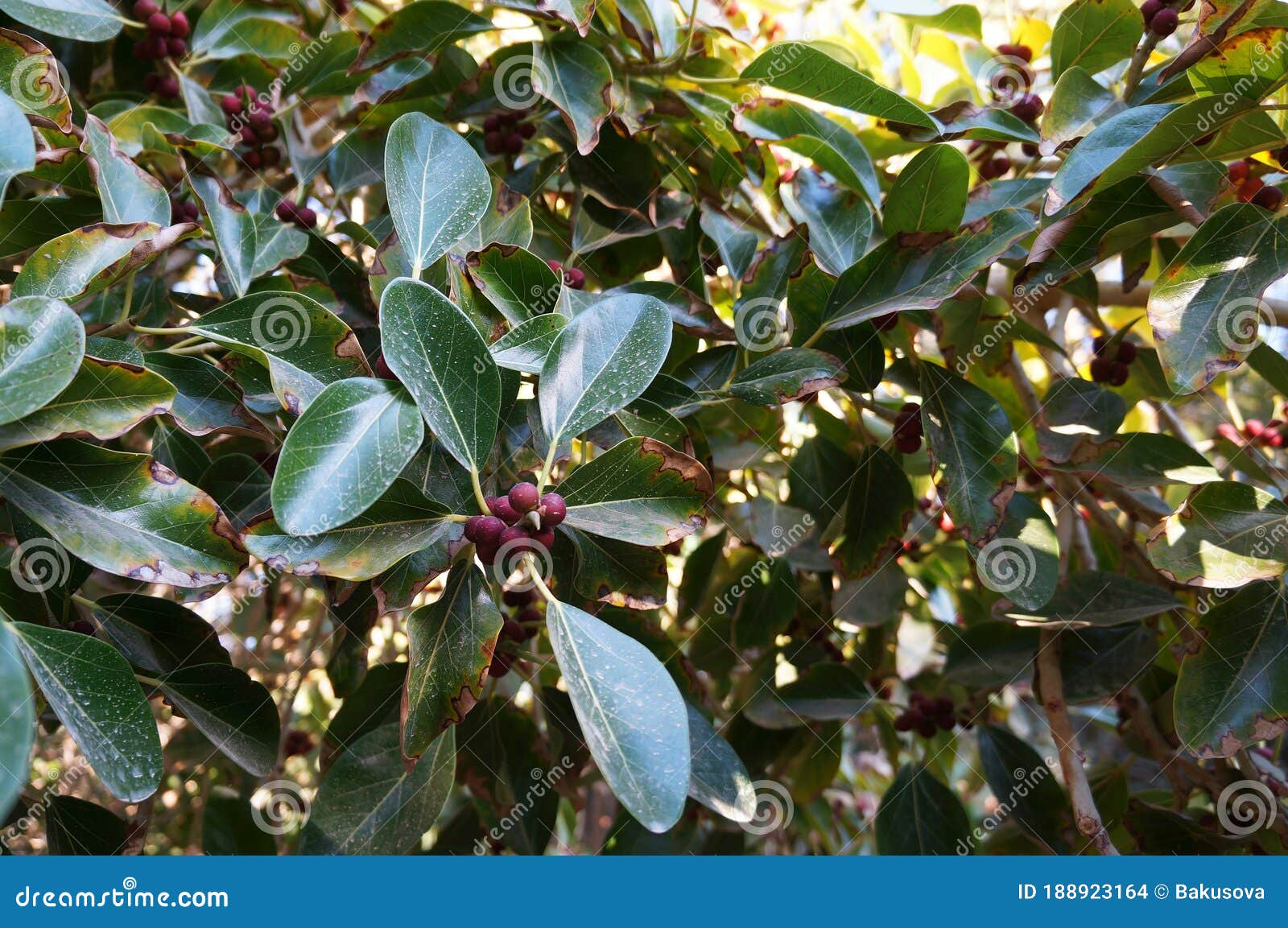 Ficus Benghalensis or Banyan Tree with Red Berries Stock Photo - Image ...