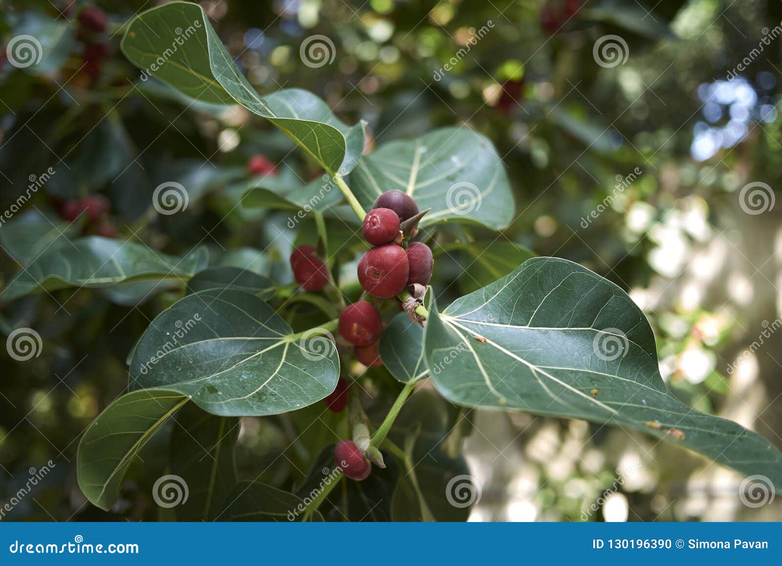 Ficus Benghalensis Branches Full of Fruit Stock Photo - Image of leaves ...