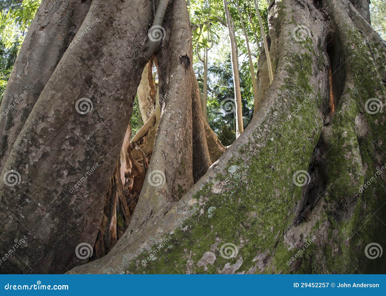 Ficus Benghalensis, the Indian Banyan Tree Stock Image - Image of plant ...